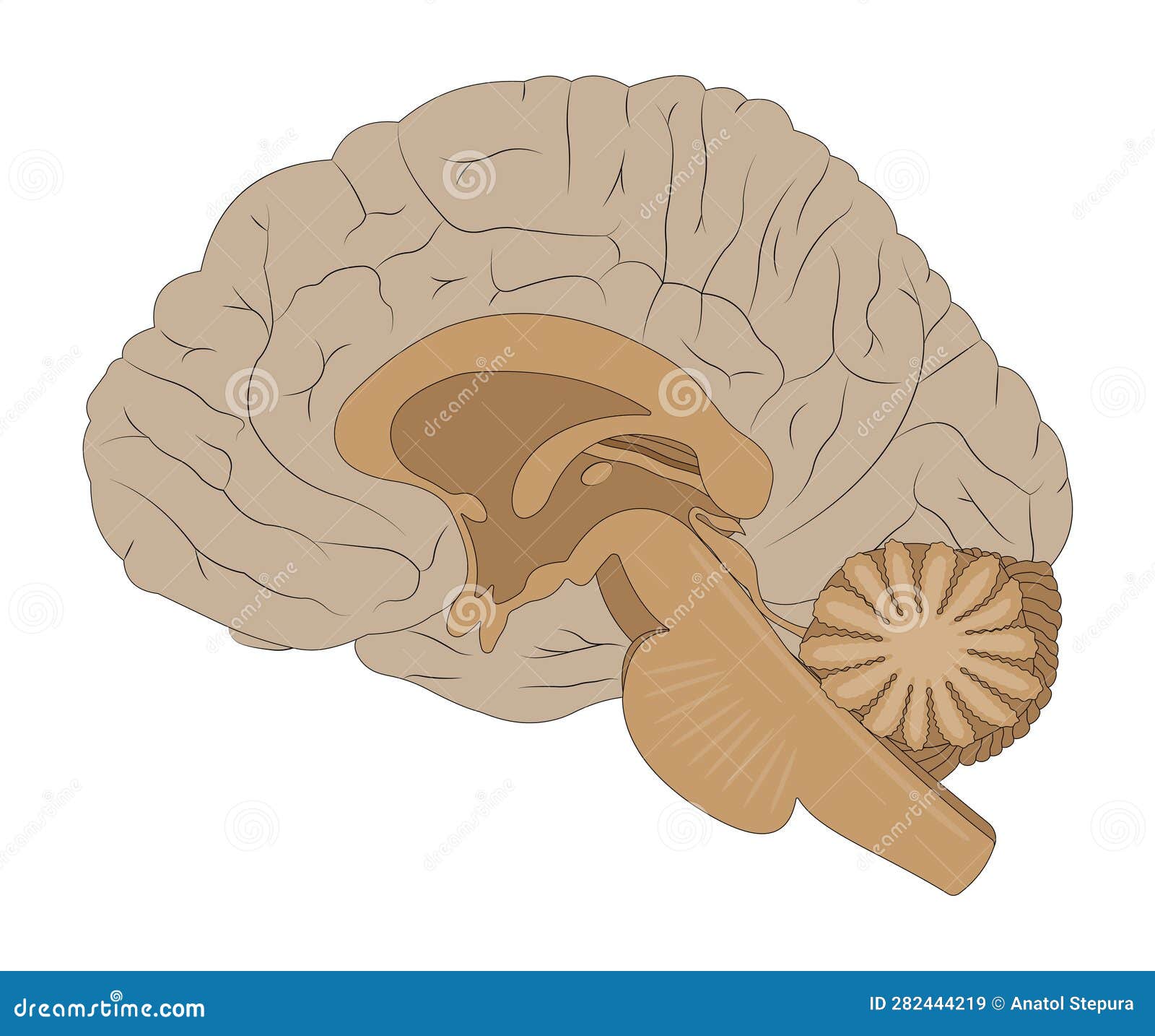The Medial Surface Of The Brain Cartoon Vector | CartoonDealer.com ...
