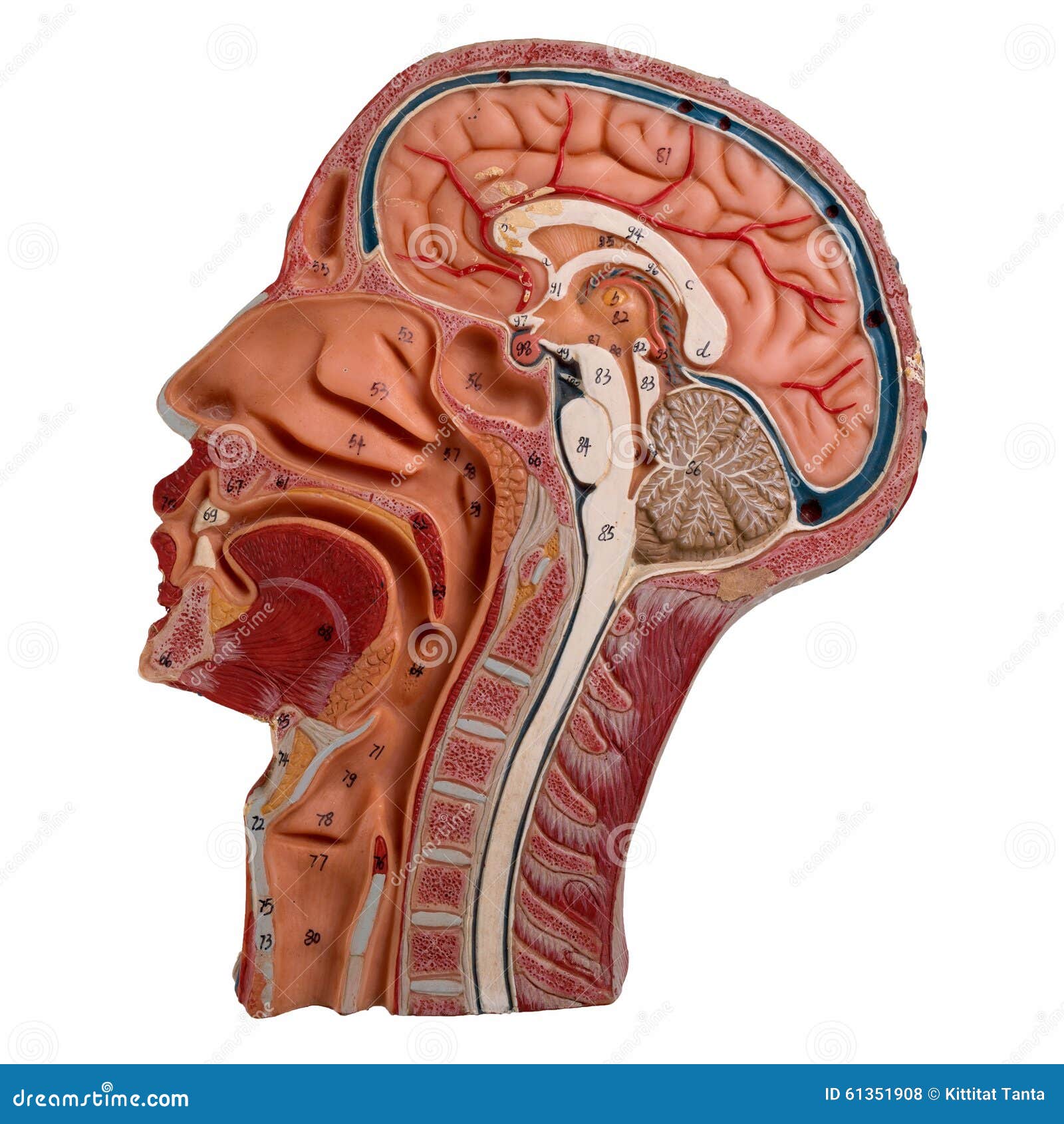 Sinus Cavity Human Head Stock Photos - Free & Royalty-Free Stock Photos ...