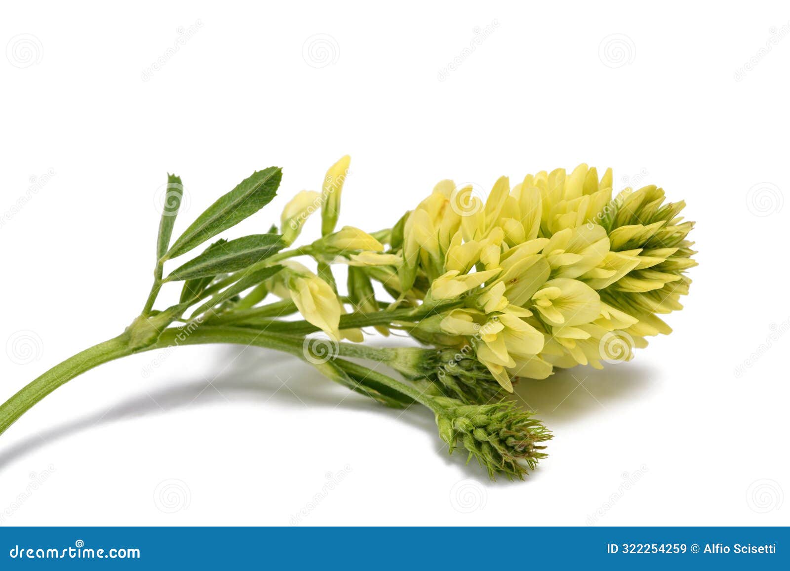 Medicago flower stock image. Image of white, background - 322254259