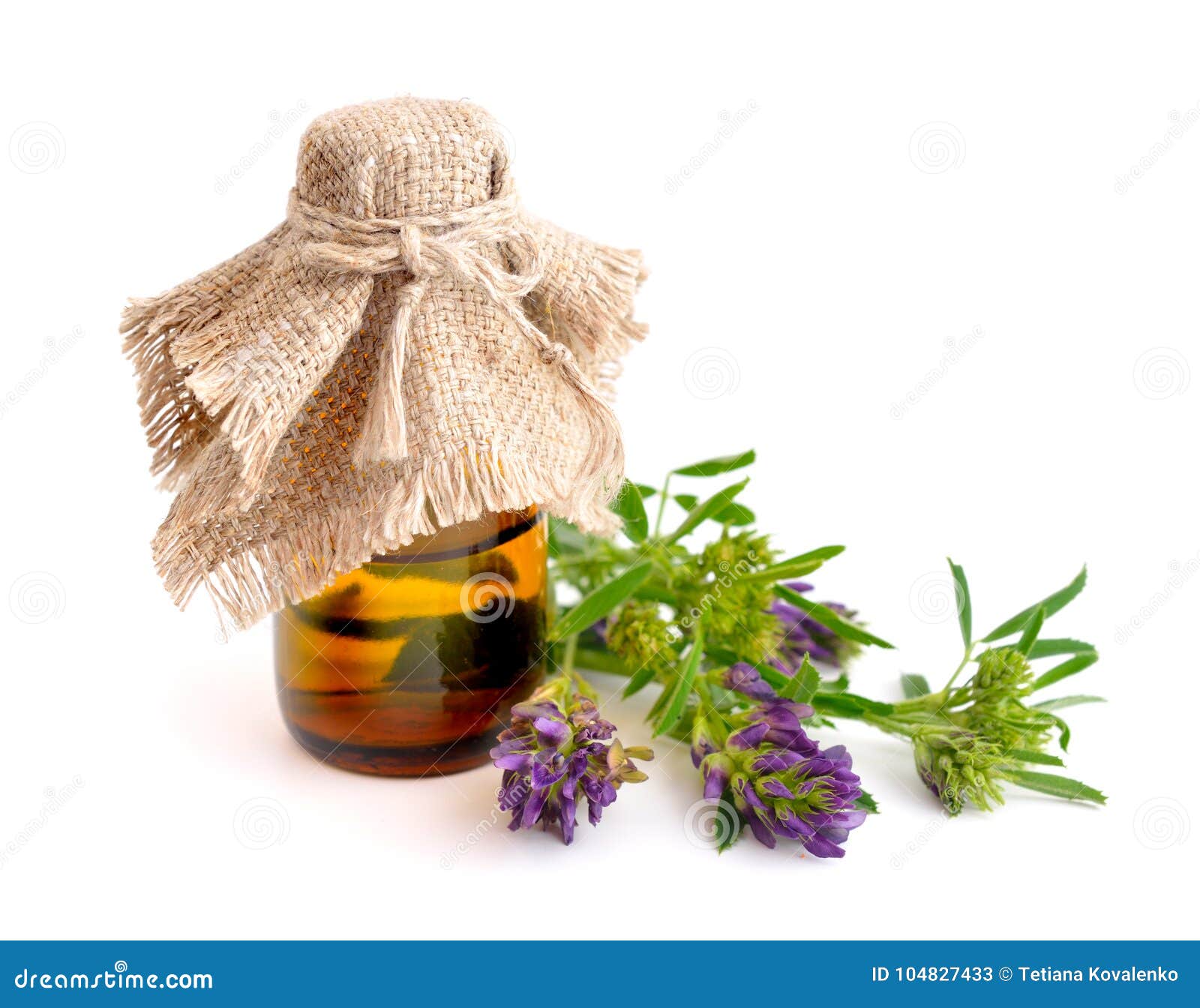 Medicago no fundo branco imagem de stock. Imagem de medicina - 104827433