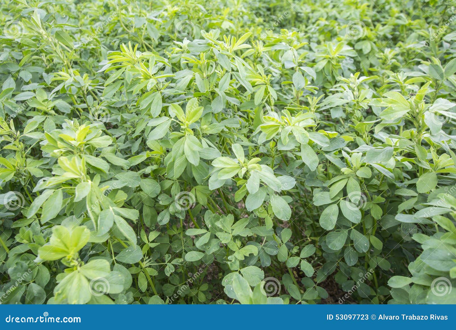 Medicago sativa (Alfalfa) stock image. Image of alfalfa - 53097723