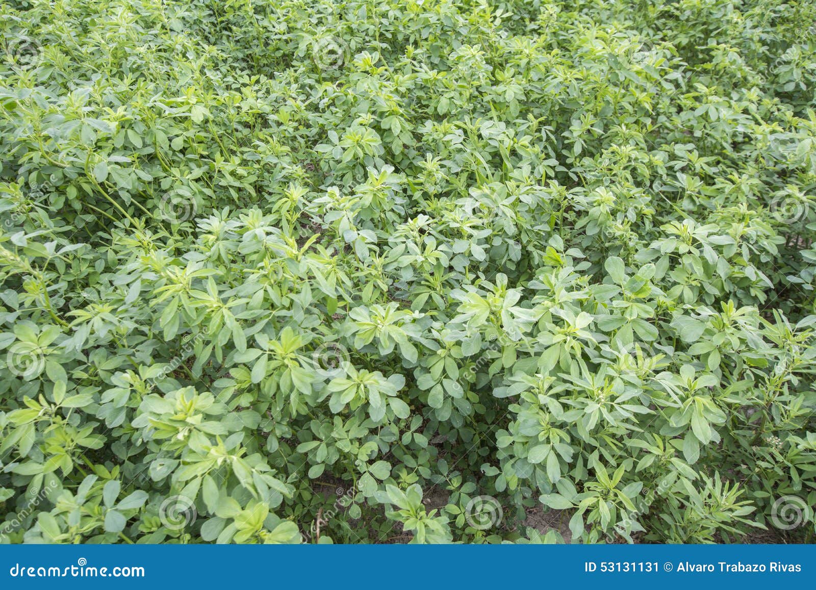 Medicago sativa (Alfalfa) stock image. Image of ecology - 53131131