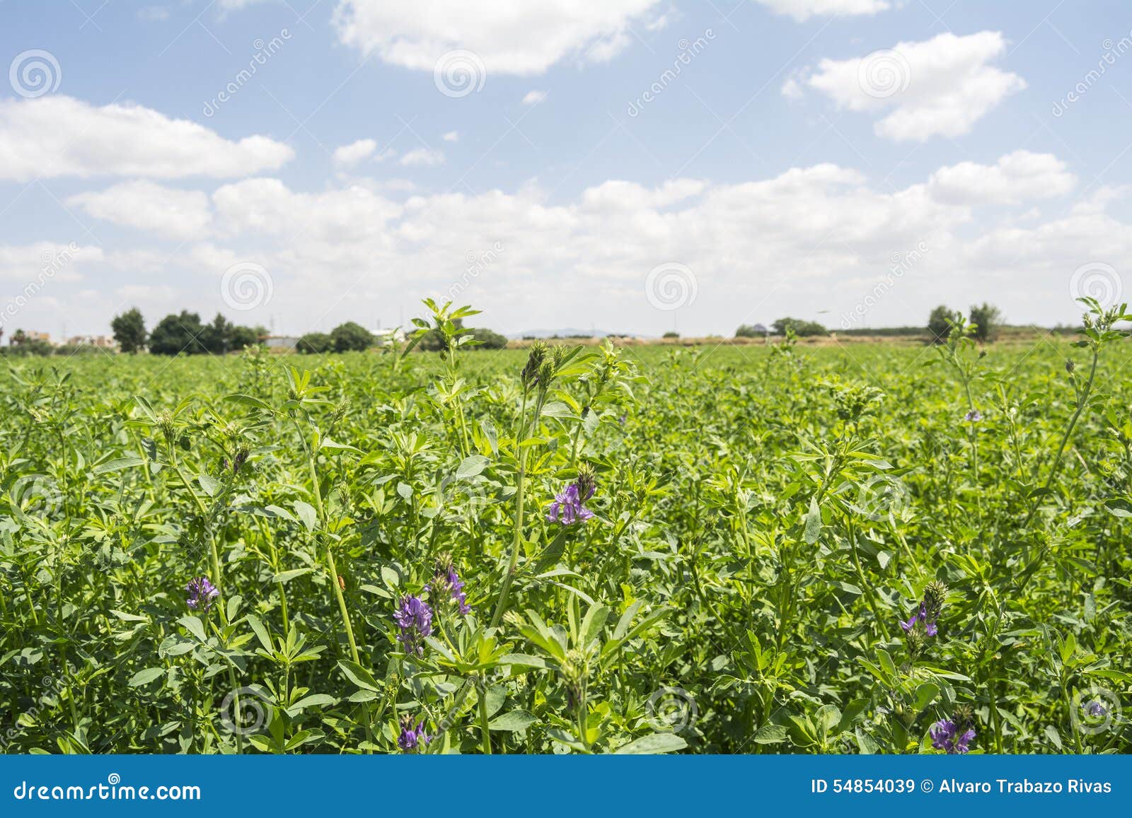 Medicago Sativa in Bloom (Alfalfa) Stock Image - Image of food, land ...