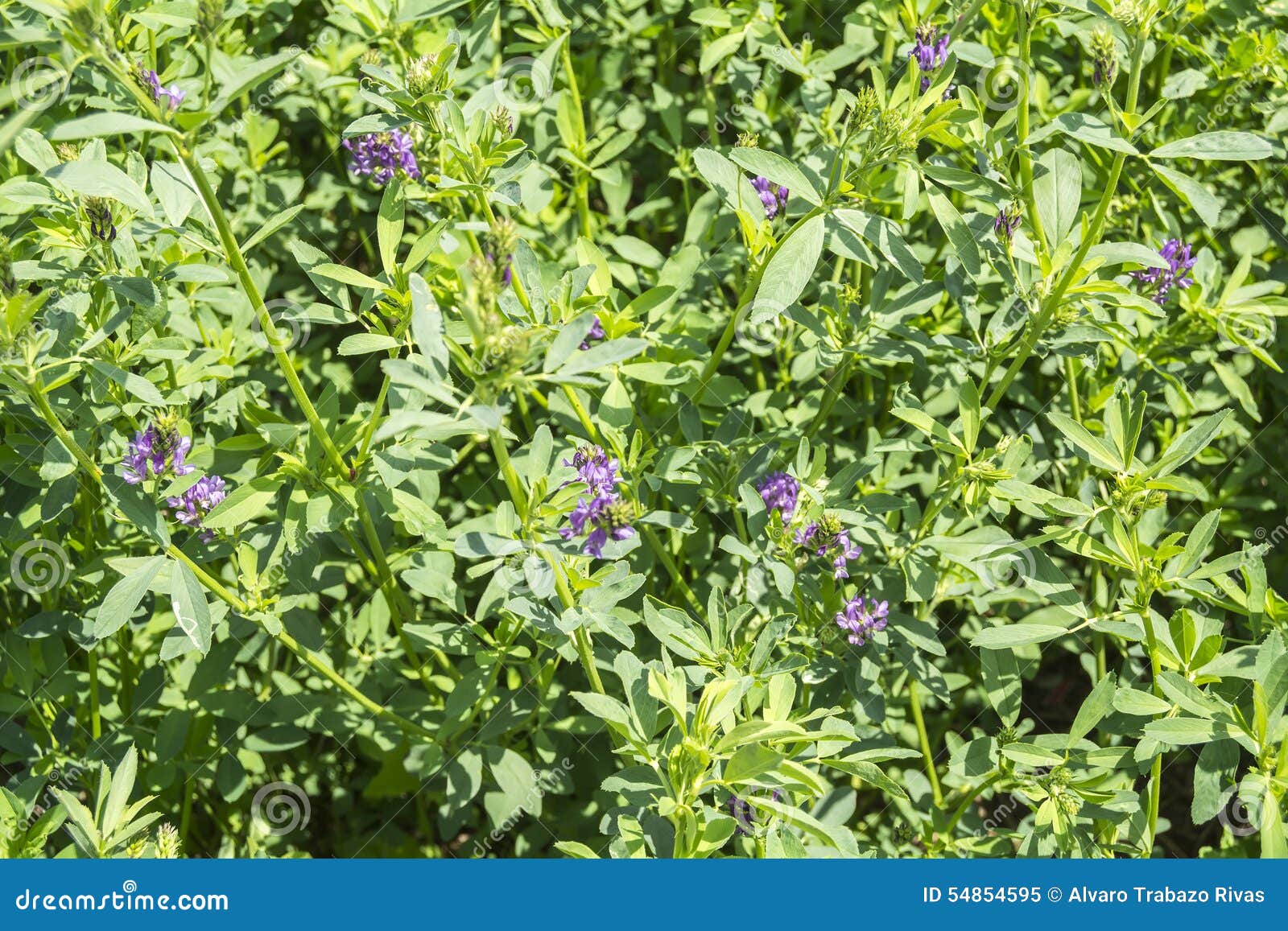 Medicago Sativa in Bloom (Alfalfa) Stock Image - Image of bloom, food ...