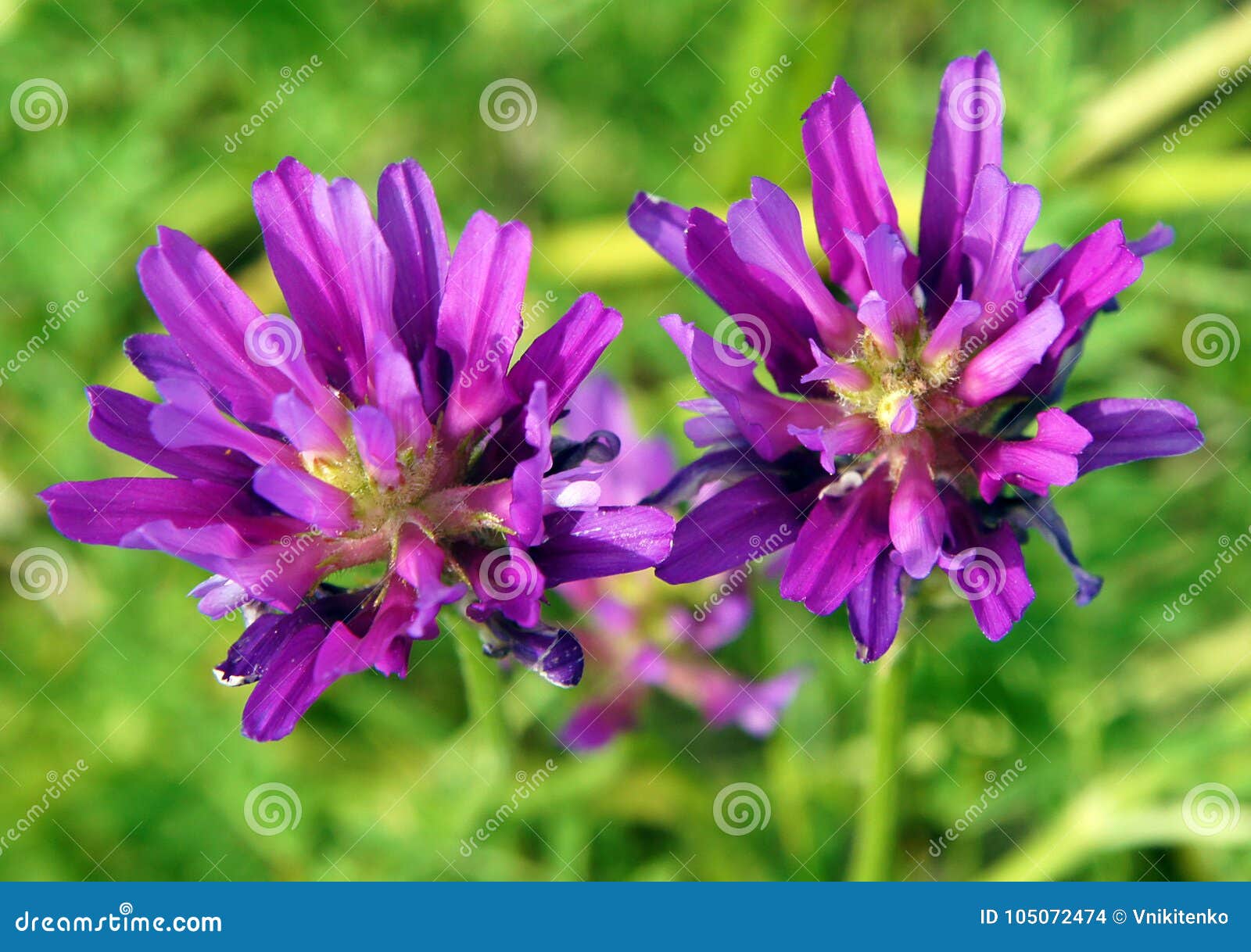 Medicago Sativa on a Meadow Stock Photo - Image of beautiful, alfalfa ...