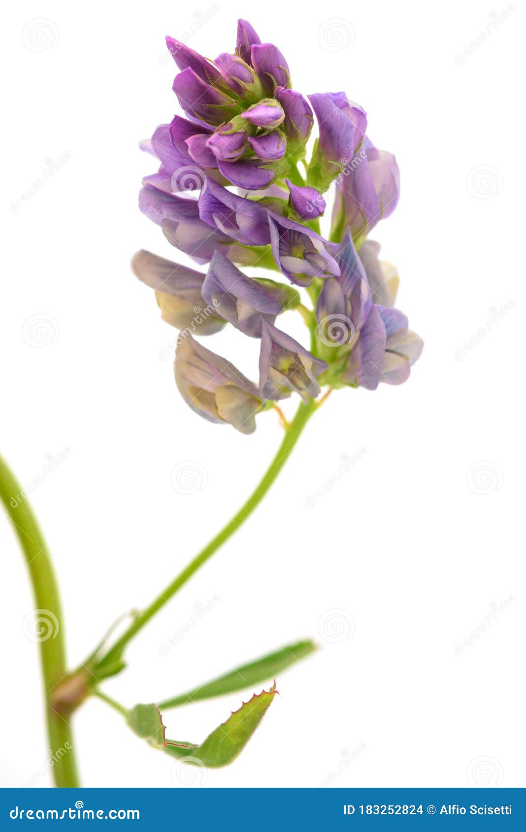 Medicago Sativa stock photo. Image of perennial, grass - 183252824