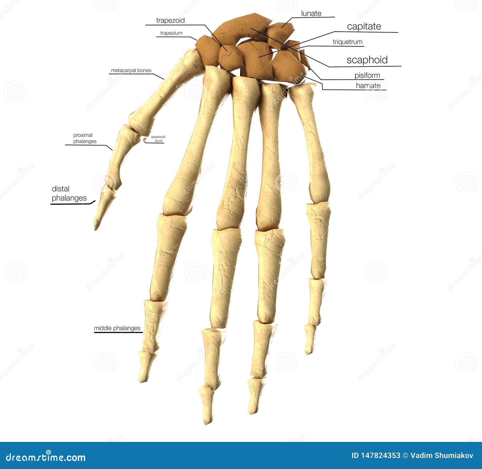 Medical Accurate 3d Illustration of the Hand Bones Stock Illustration ...