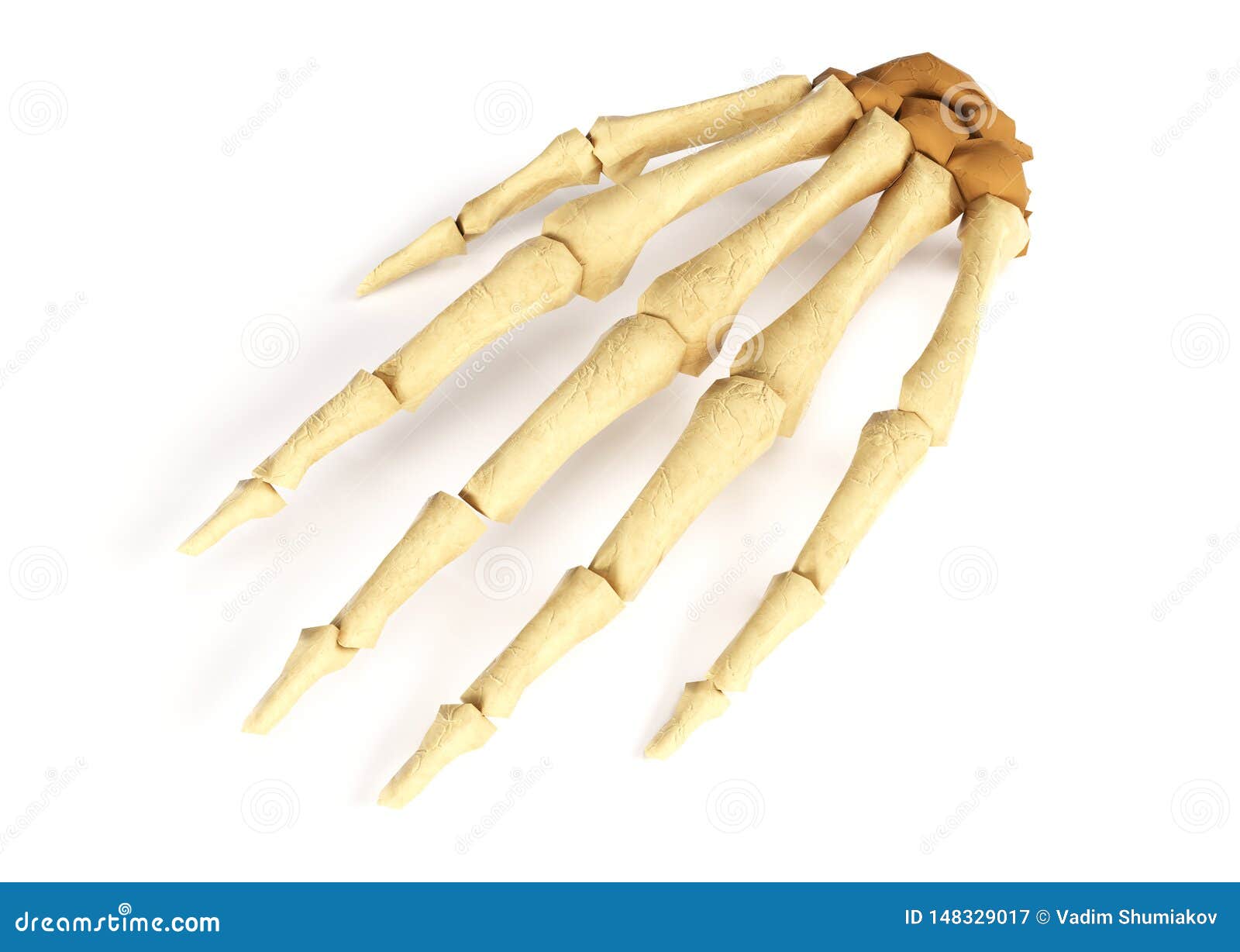 Medical Accurate 3d Illustration of the Hand Bones Stock Illustration ...