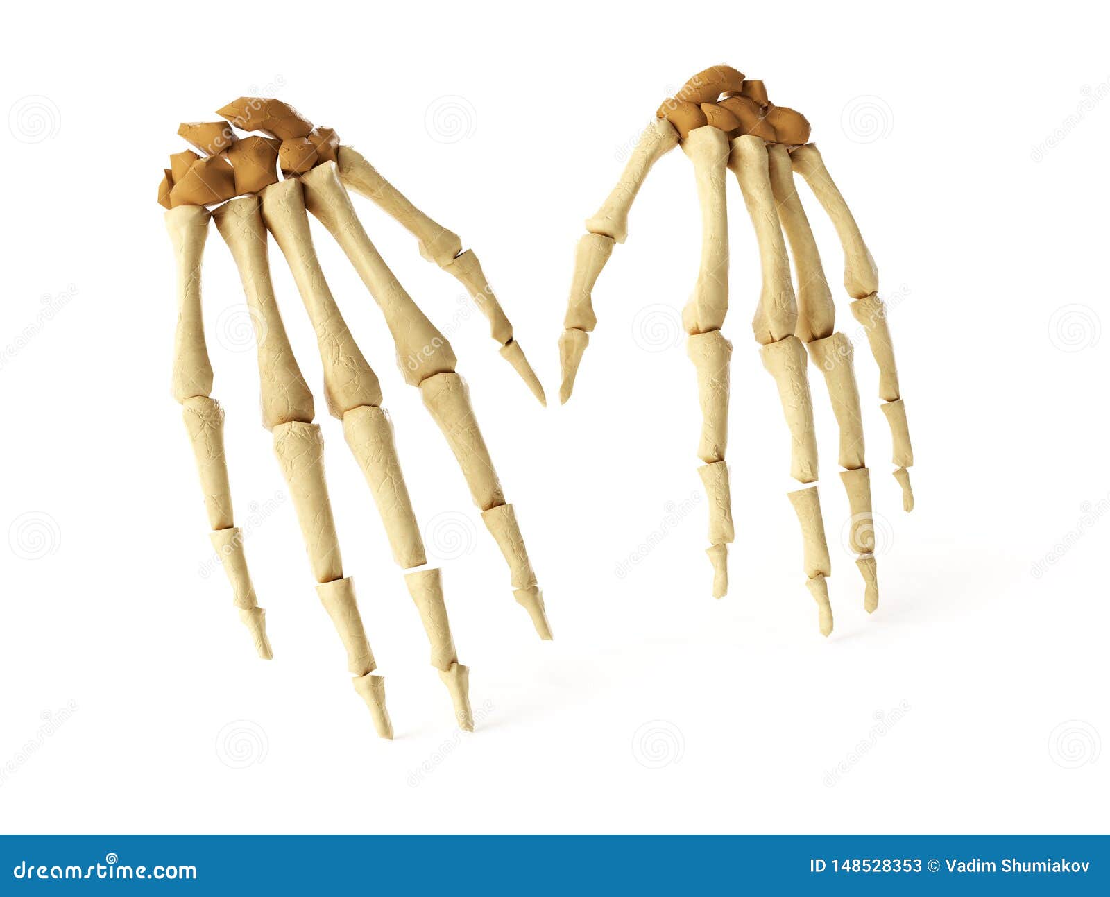 Medical Accurate 3d Illustration of the Hand Bones Stock Illustration ...