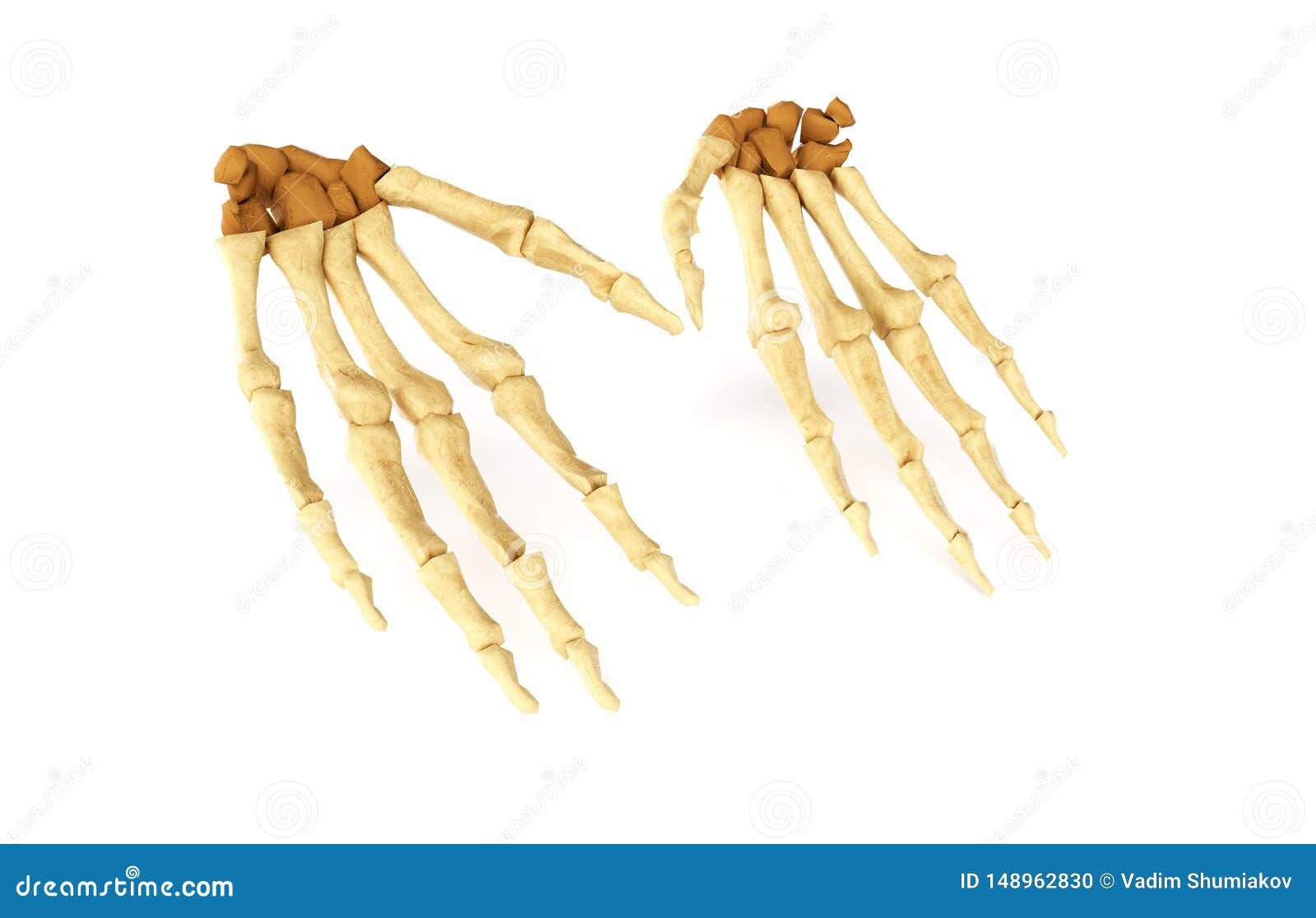 Medical Accurate 3d Illustration of the Hand Bones Stock Illustration ...