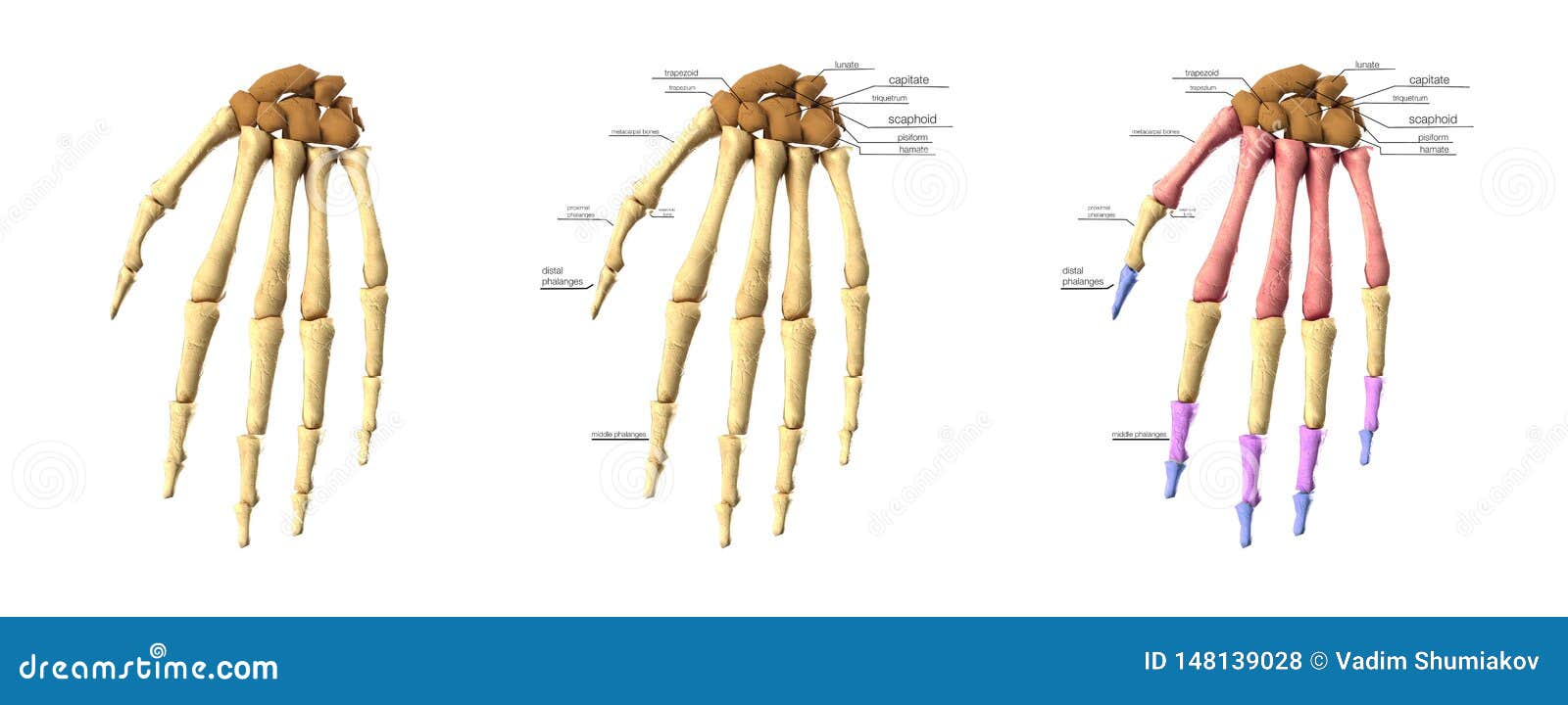 Medical Accurate 3d Illustration of the Hand Bones Set Stock ...