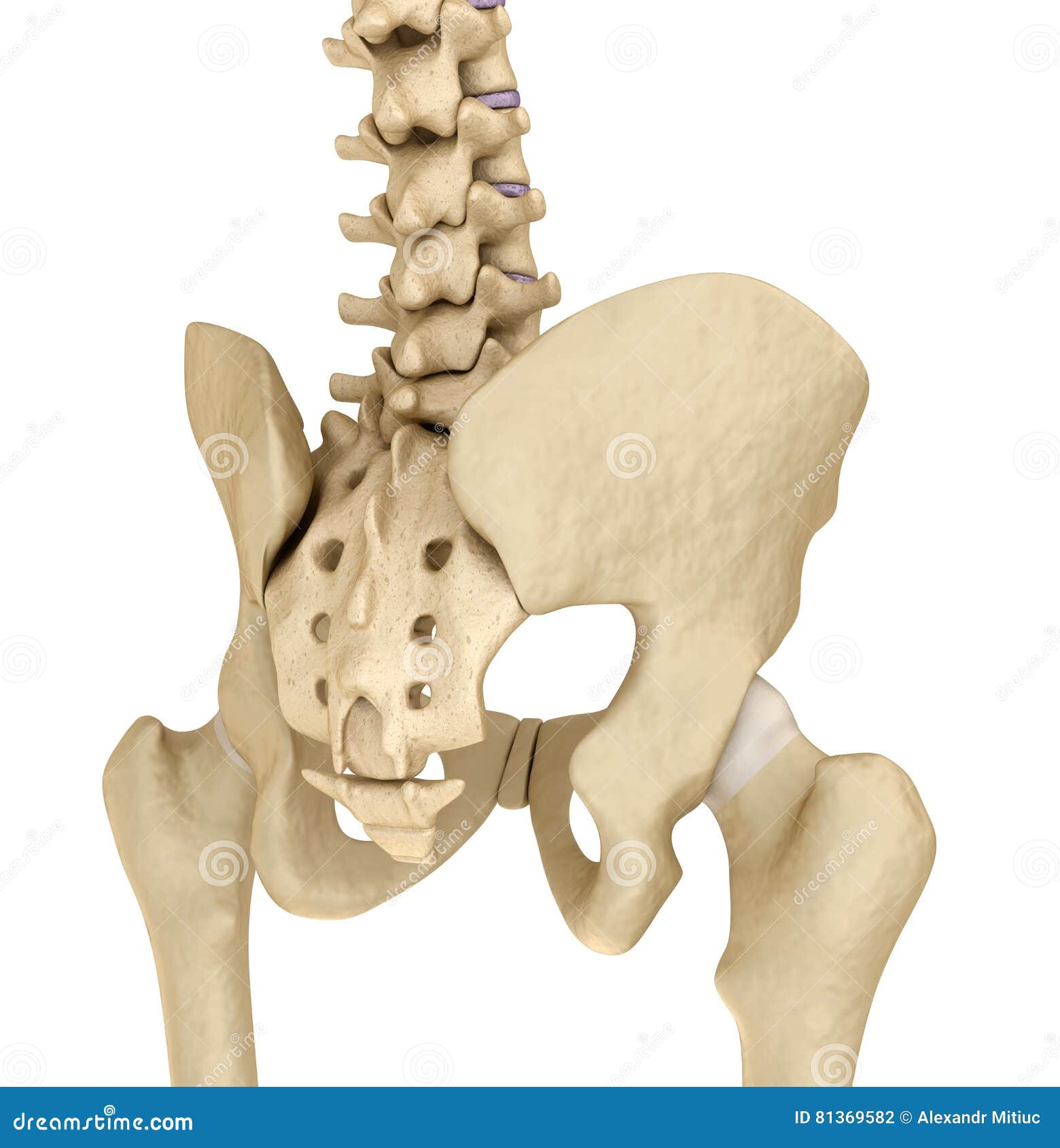 Medical Accurate Illustration of the Hip Backside Stock Illustration ...