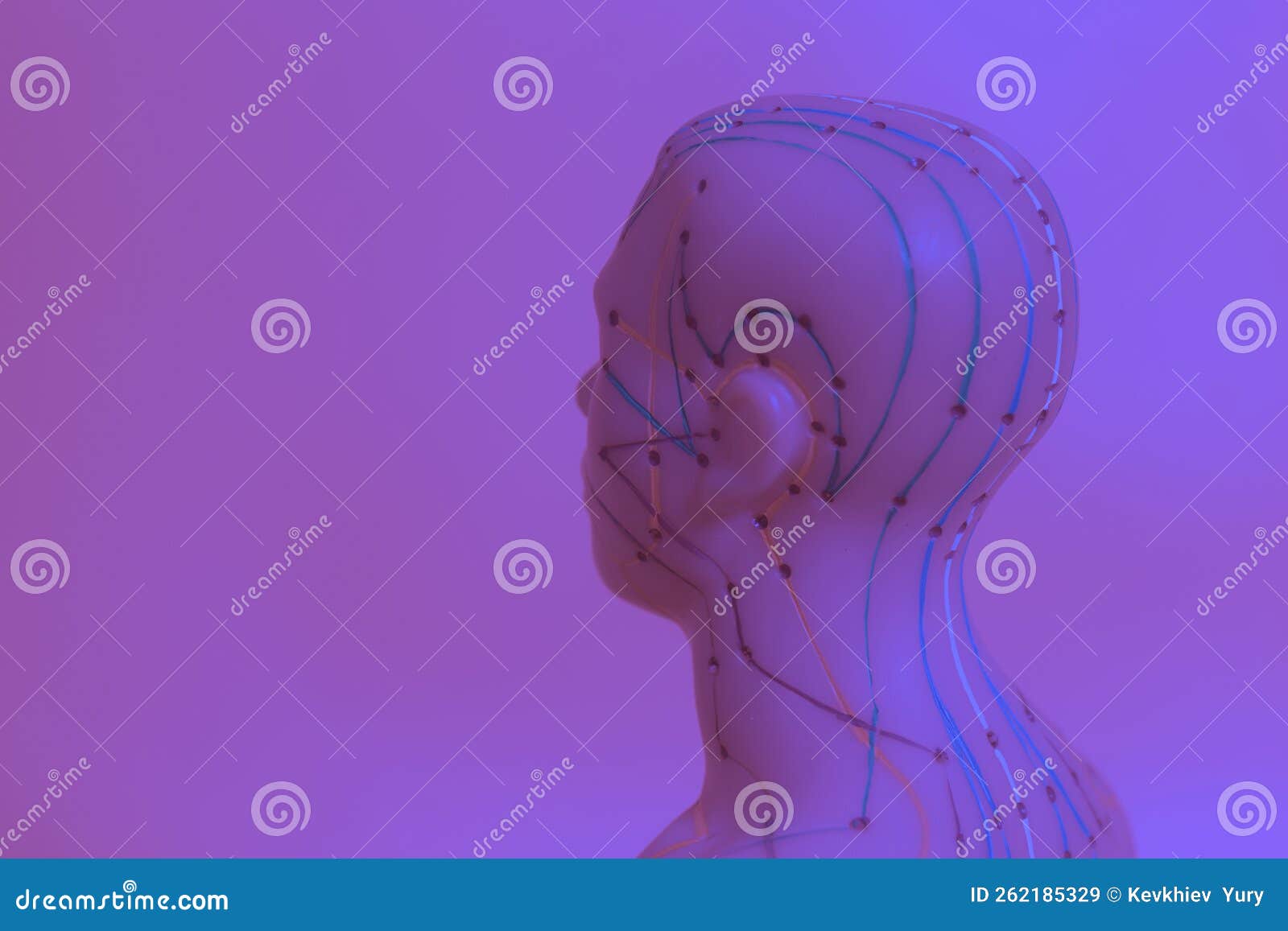 Medical Acupuncture Model of Human Stock Image - Image of care, muscle ...