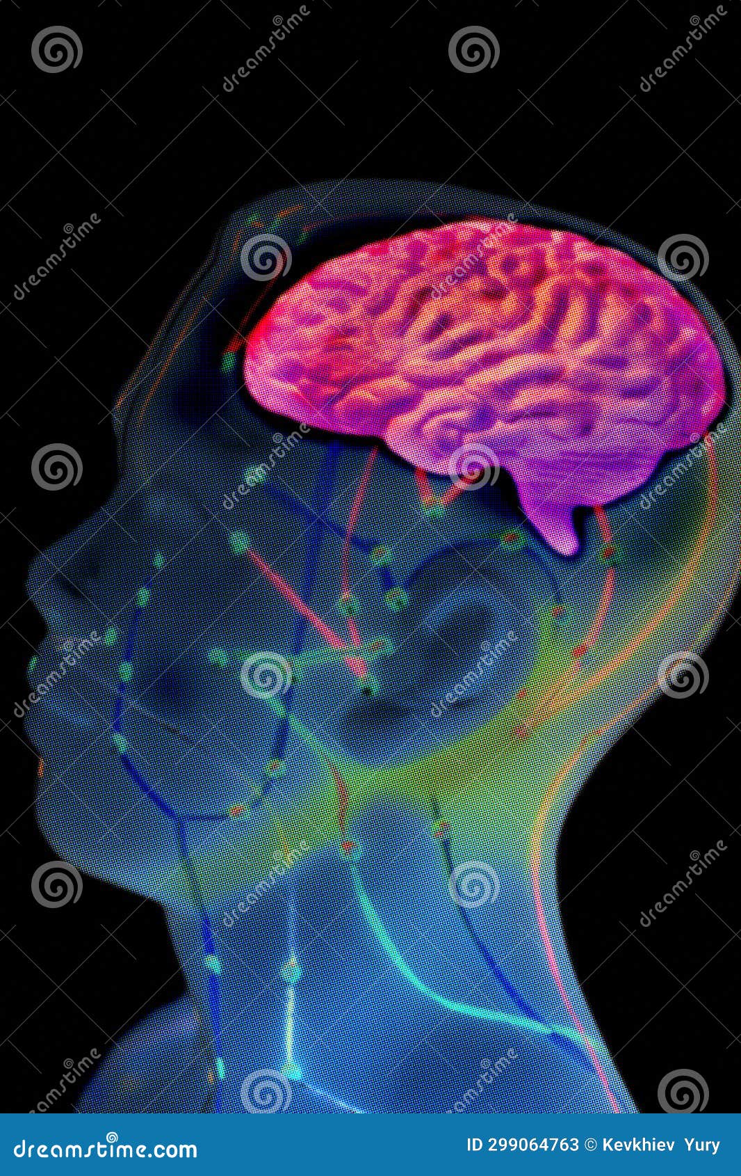 Medical Acupuncture Model of Human with Brain Anatomical Model Stock ...