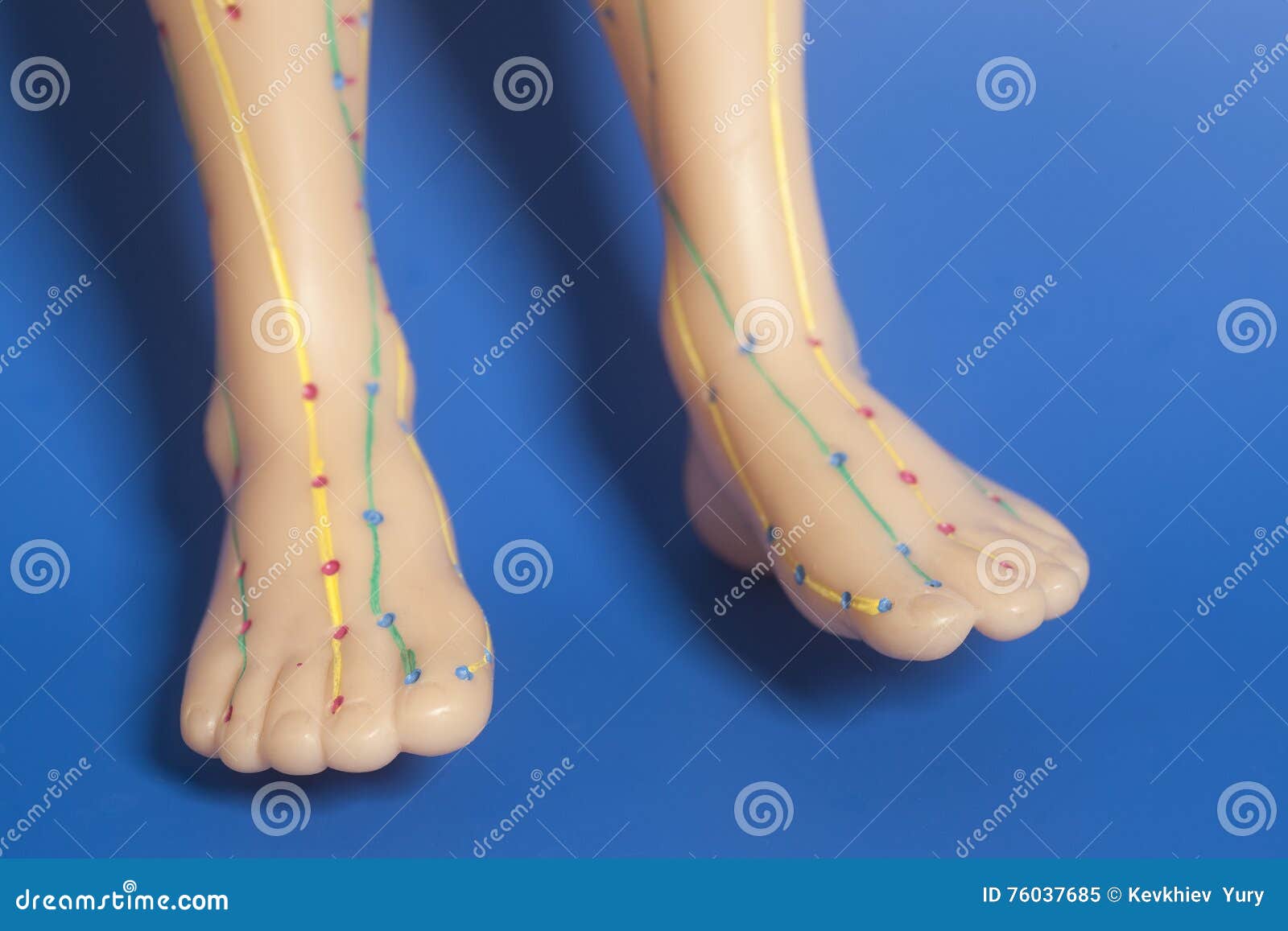Medical Acupuncture Model of Human Feet on Blue Stock Image - Image of ...