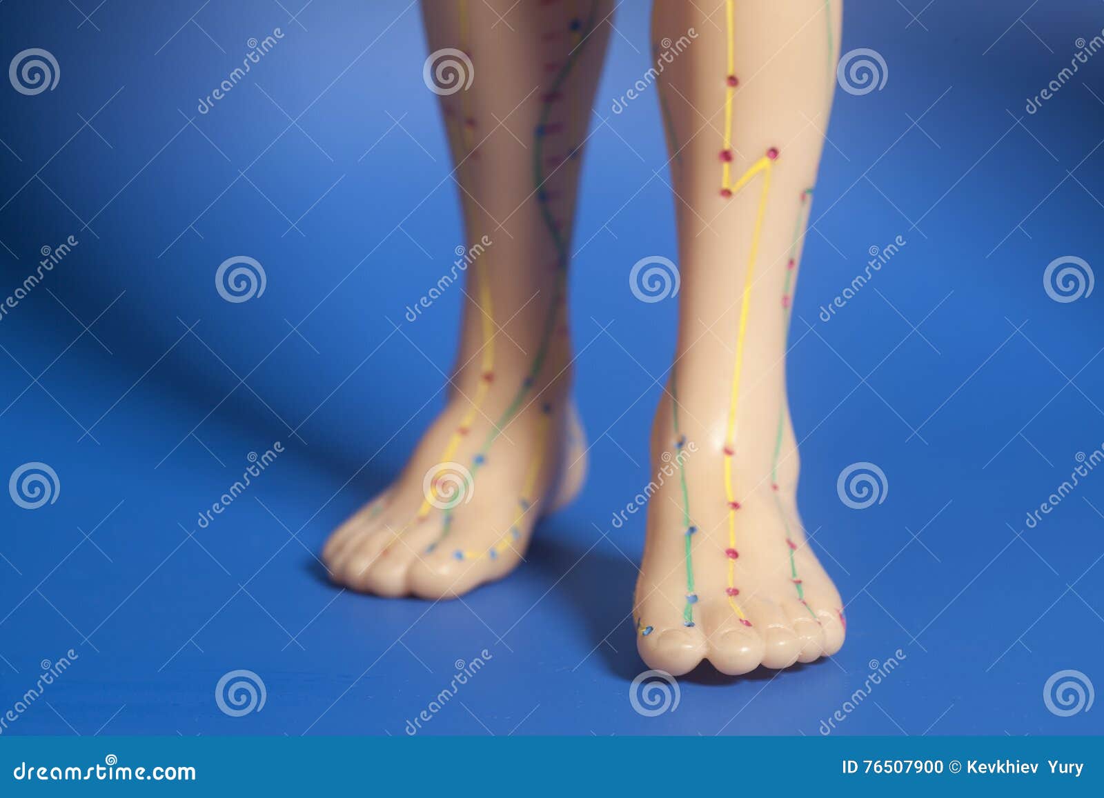 Medical Acupuncture Model Of Human Feet On Blue Stock Photo - Image of ...