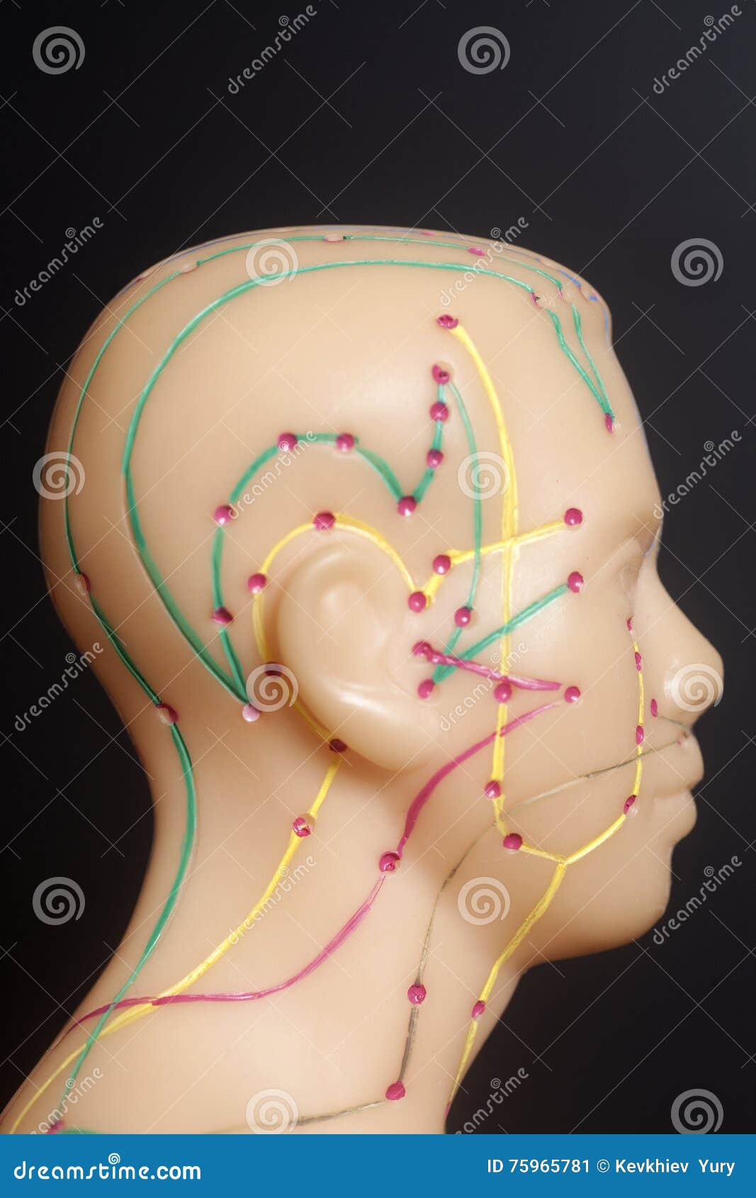 Acupuncture Head Model Stock Photography | CartoonDealer.com #94070444