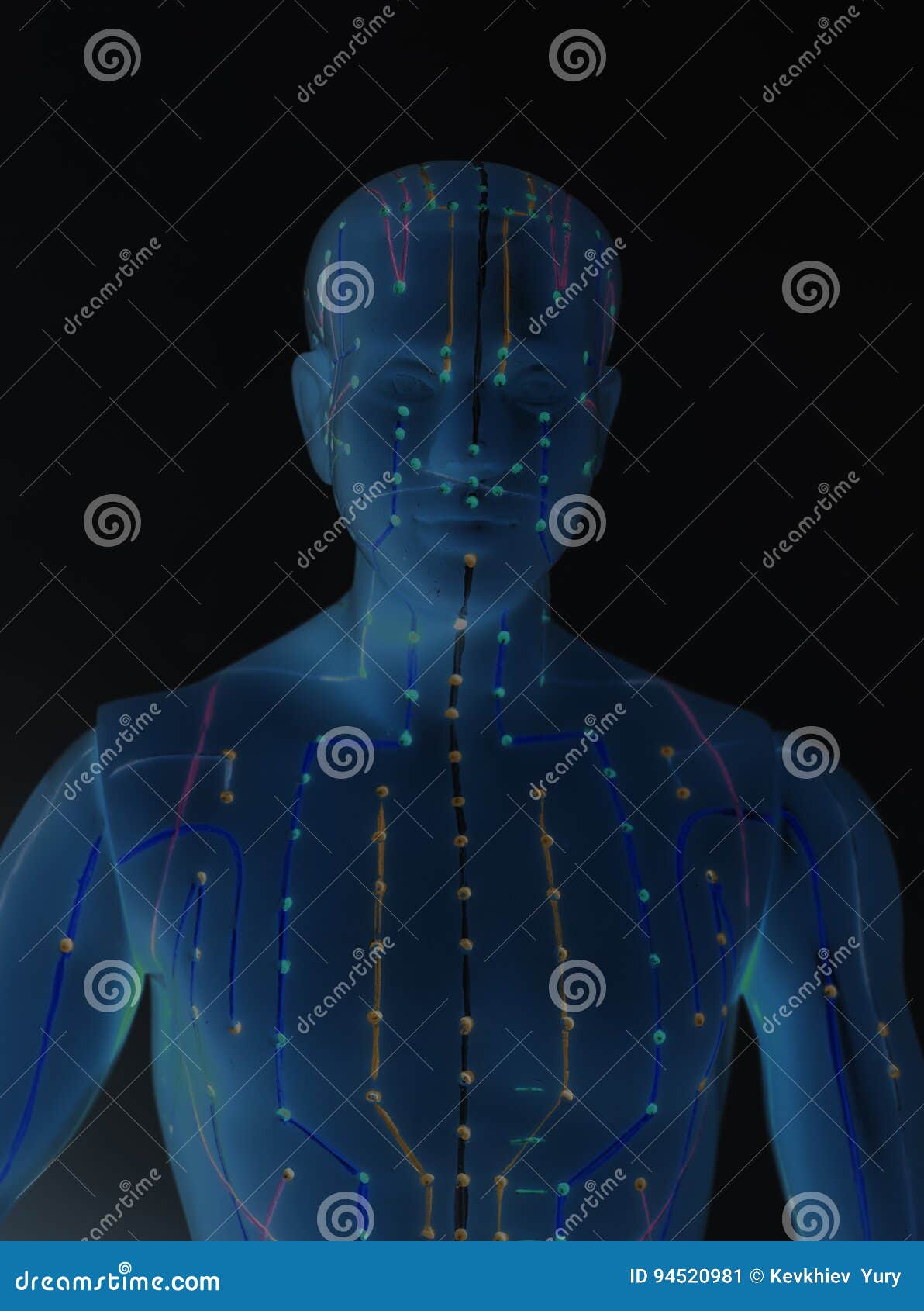 Medical Meridians Acupuncture Points Royalty-Free Stock Photo ...