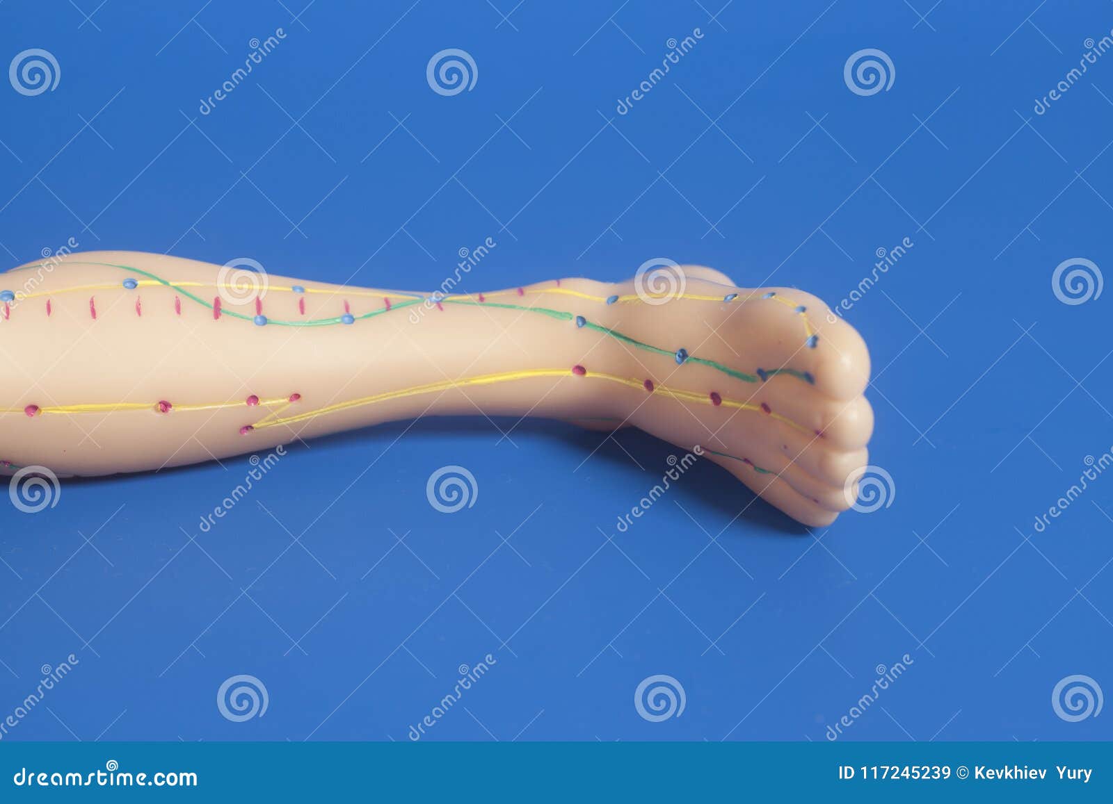 Medical Acupuncture Model of Human Leg Stock Image - Image of ankle ...
