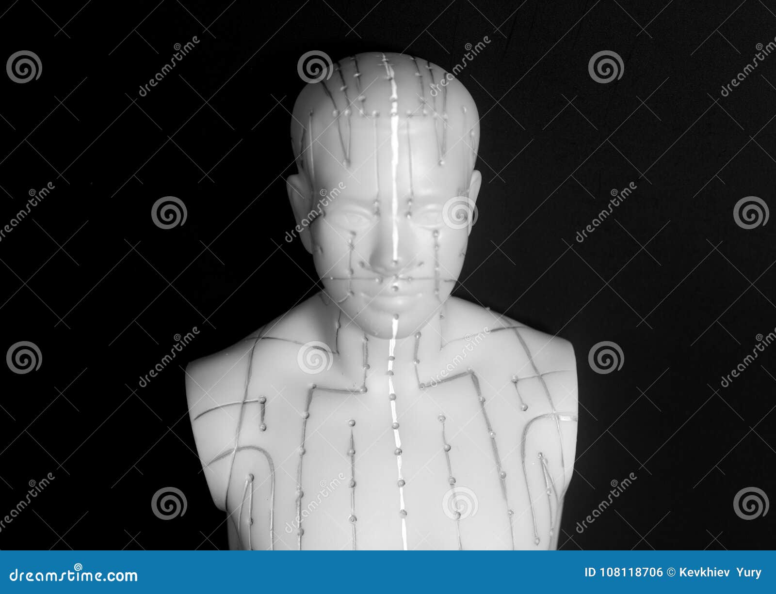 The Human Torso Skeleton With Muscles, Veins And Arteries, In Frontal ...