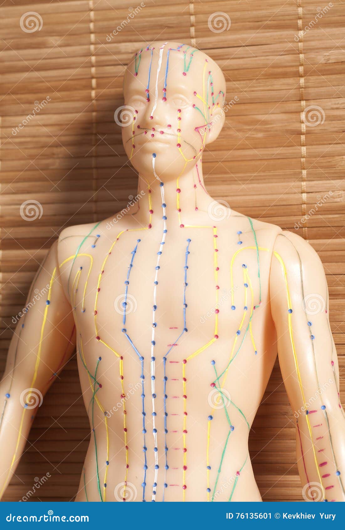 Medical Acupuncture Model of Human Stock Image - Image of lifestyle ...
