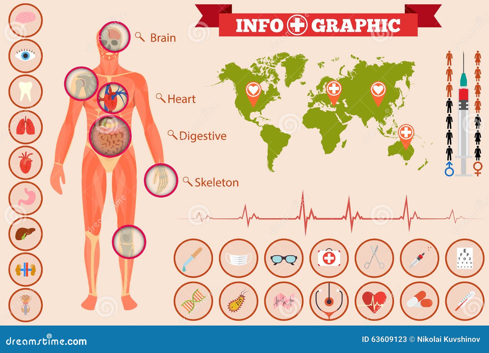 Medical Anatomy Infographics Stock Vector - Illustration of clinic ...