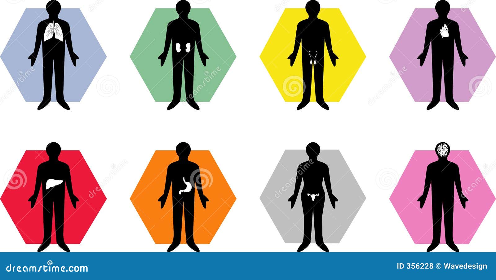 Medical Body Organ Icons Vector Illustration | CartoonDealer.com #356228
