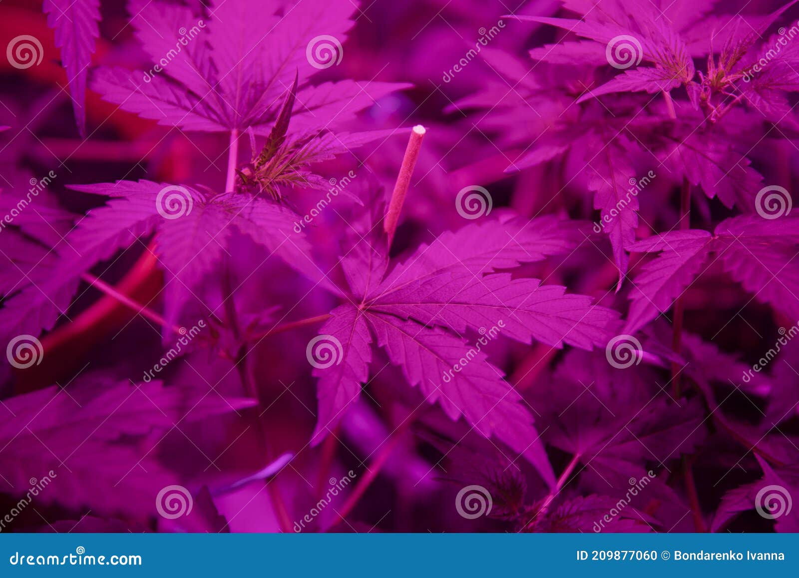 Cannabis Growing in Ultraviolet Fluorescent Light Stock Photo - Image ... Cannabis Growing in Ultraviolet Fluorescent Light Stock Photo - Image ...
