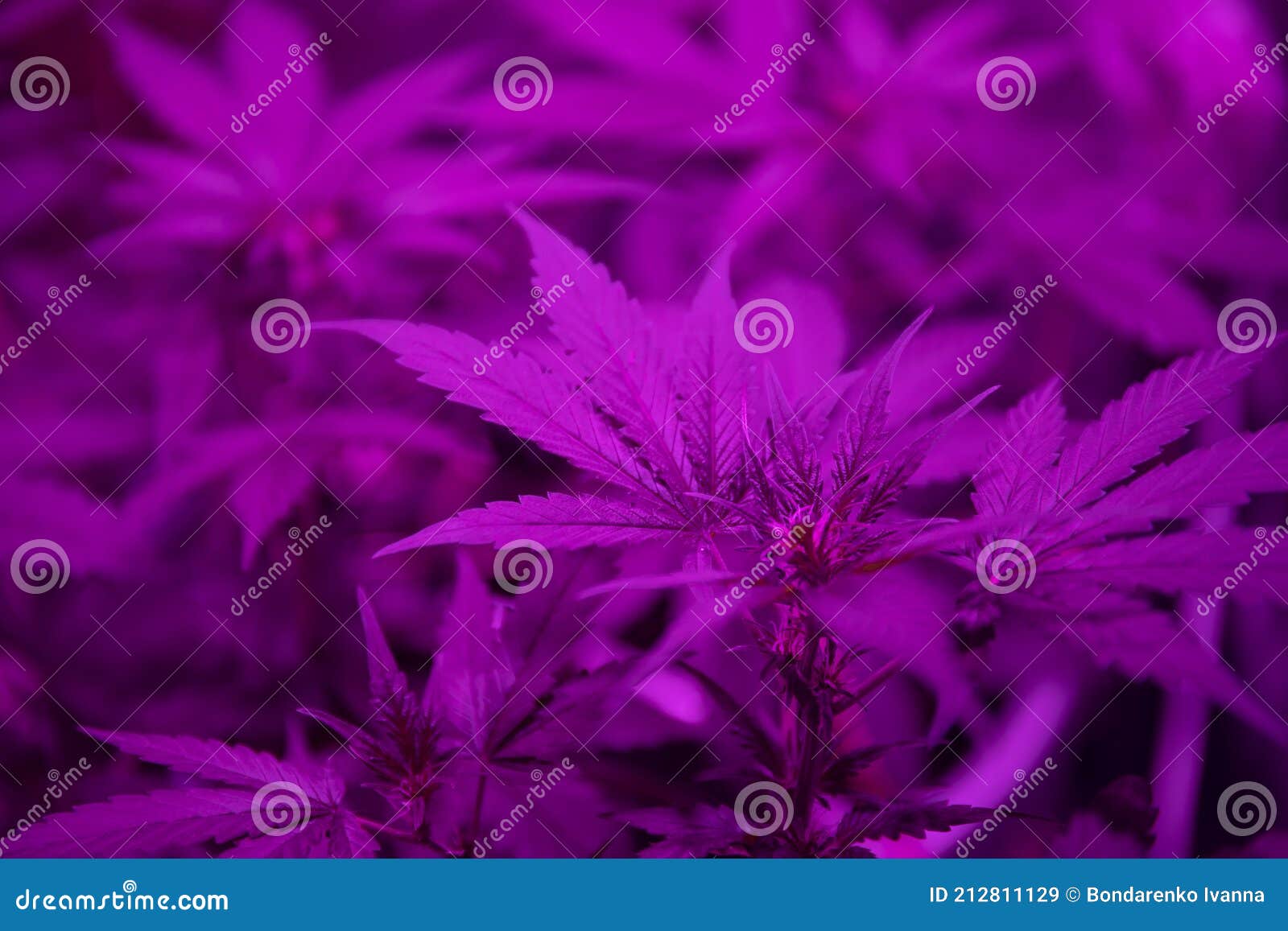 Cannabis Growing in Ultraviolet Fluorescent Light Stock Image - Image ... Cannabis Growing in Ultraviolet Fluorescent Light Stock Image - Image ...