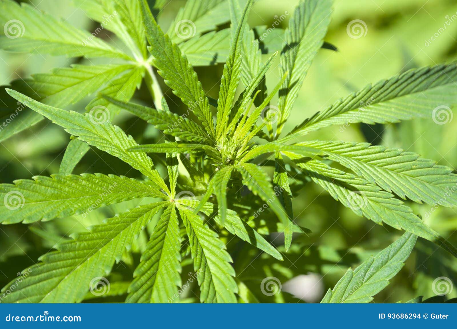 Medical Cannabis stock photo. Image of herbal, greenhouse - 93686294