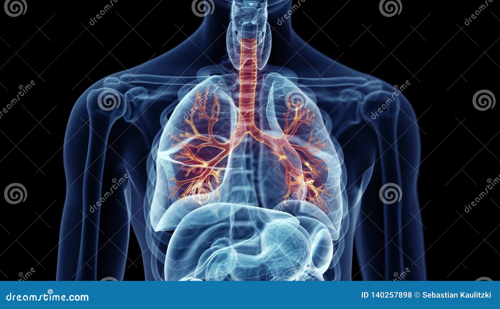 The human bronchi stock footage. Video of science, artwork - 140257898