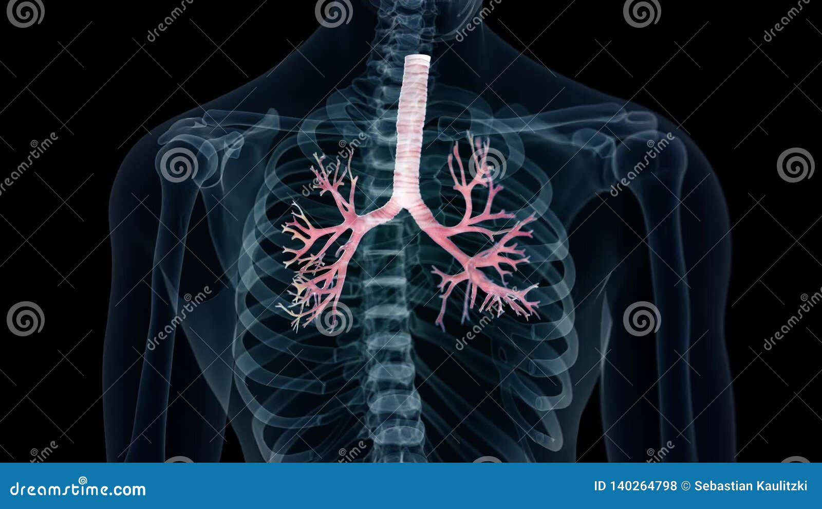 The human bronchi stock footage. Video of bronchus, science - 140264798