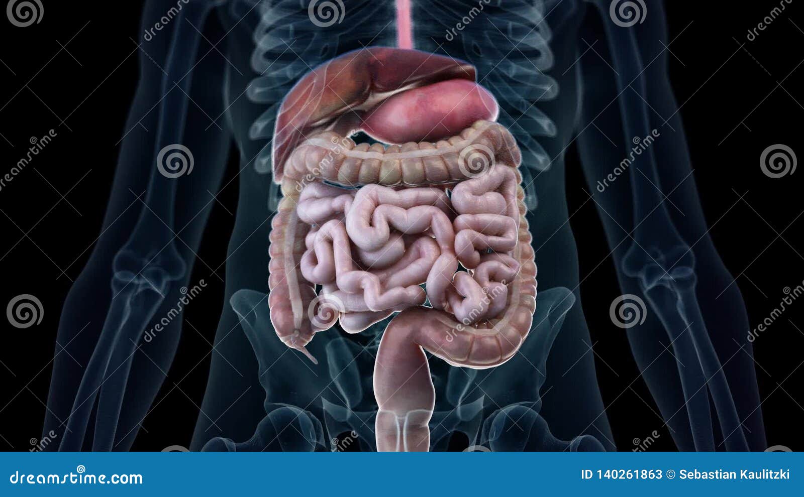The human digestive system stock video. Video of medical - 140261863