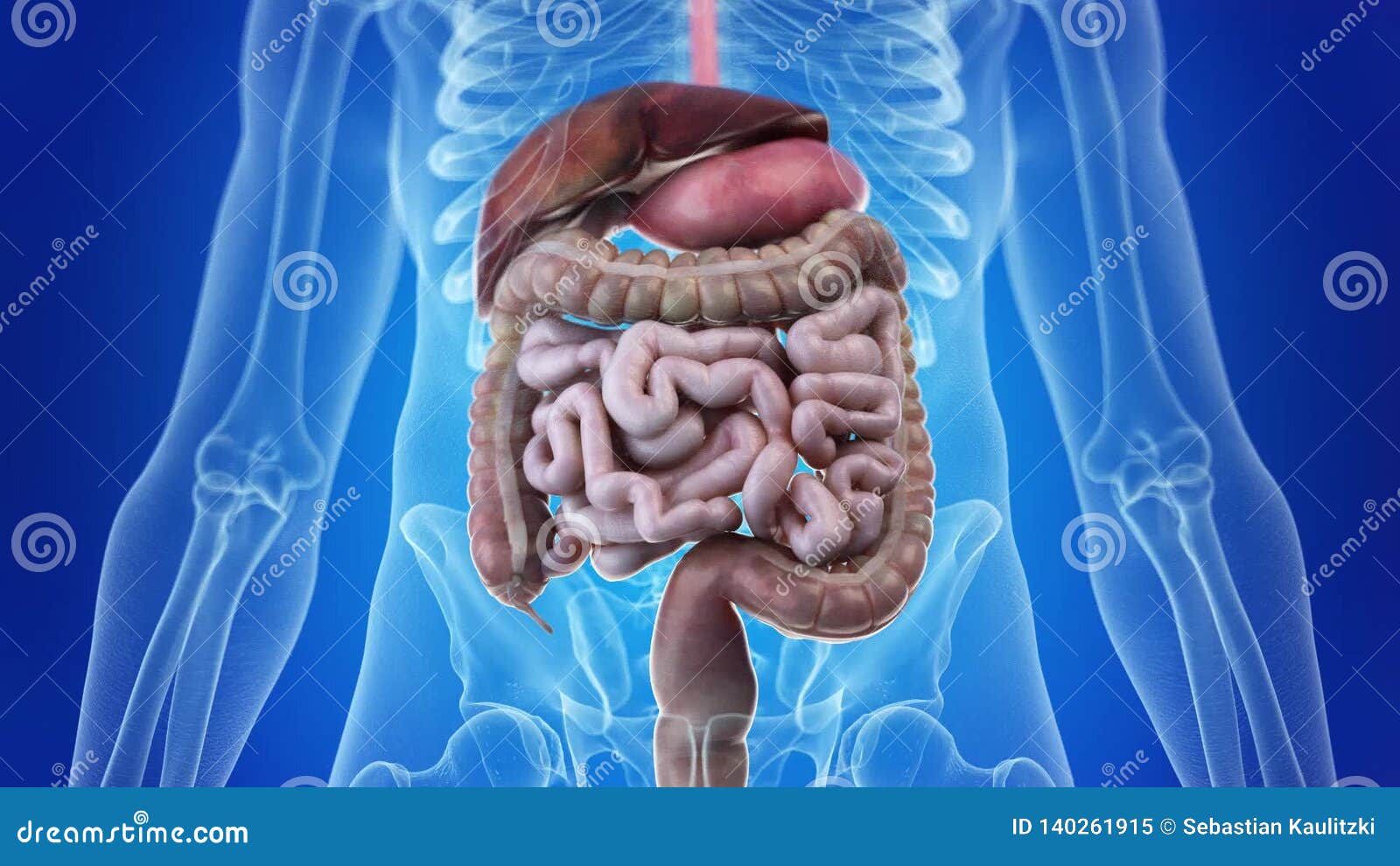 Human Digestive System Animation