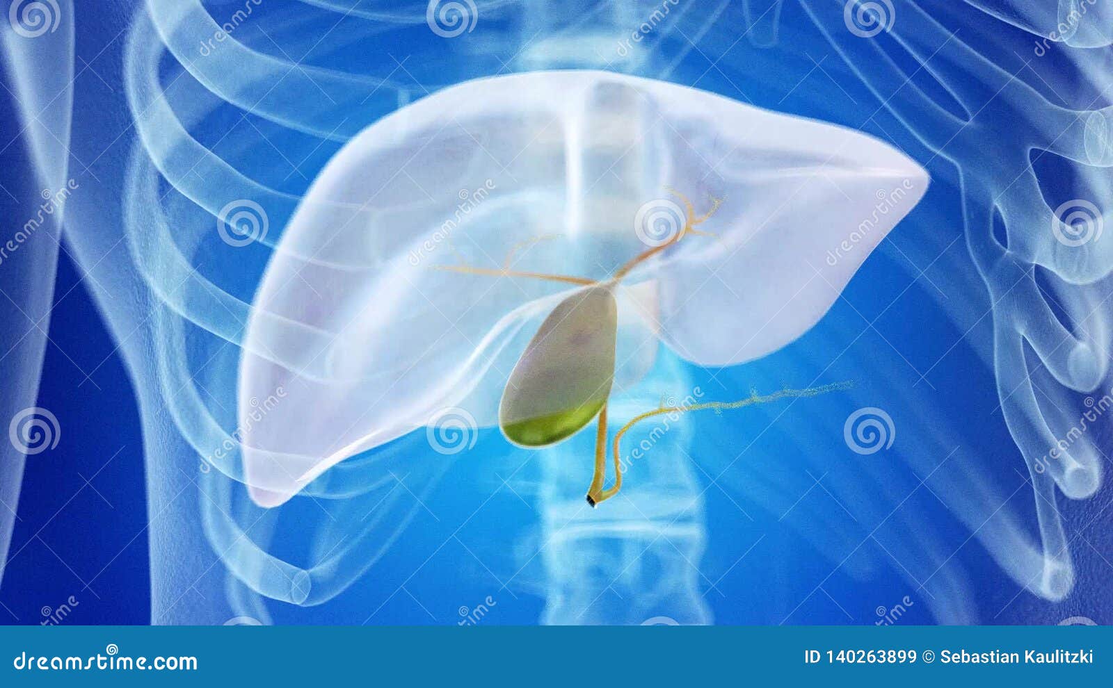 The human gallbladder stock video. Video of inside, graphic - 140263899