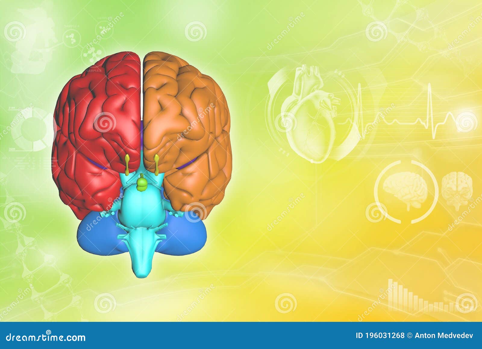 Medical 3D Illustration - Human Brain, Neuron Network Analyzing Concept ...