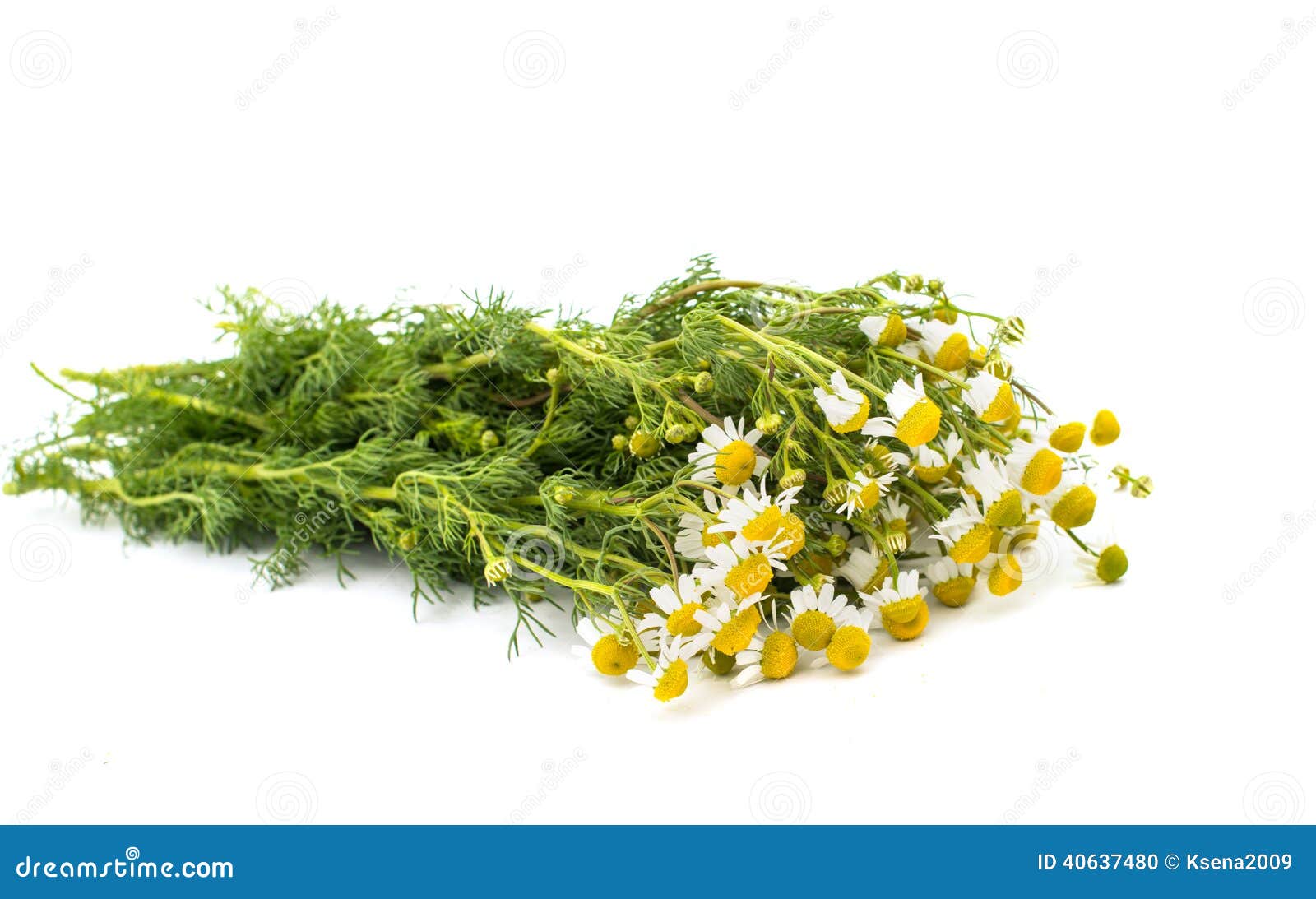 Medical daisy stock photo. Image of camomile, ingredients - 40637480