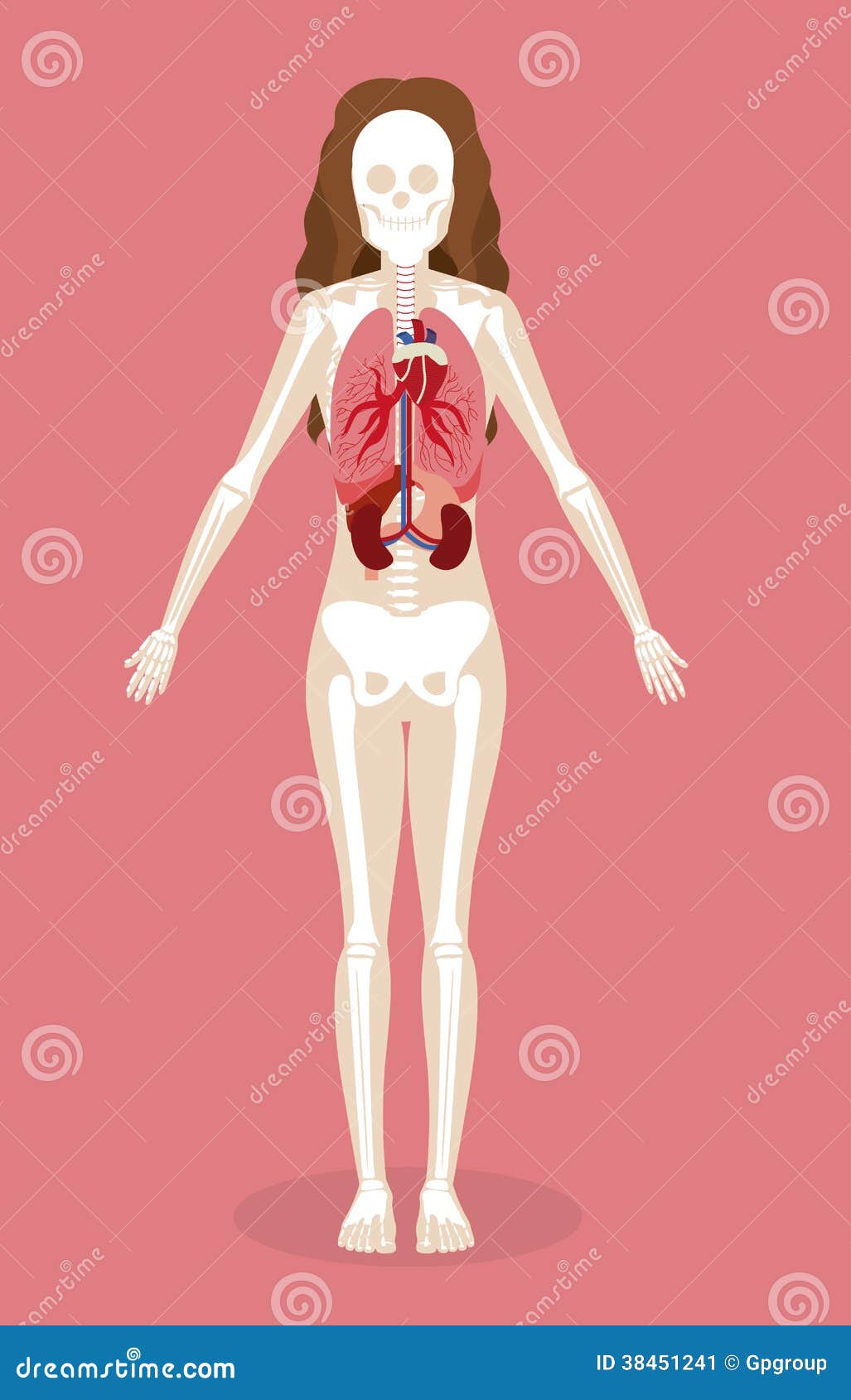 Medical design stock vector. Illustration of doctor, anatomy - 38451241