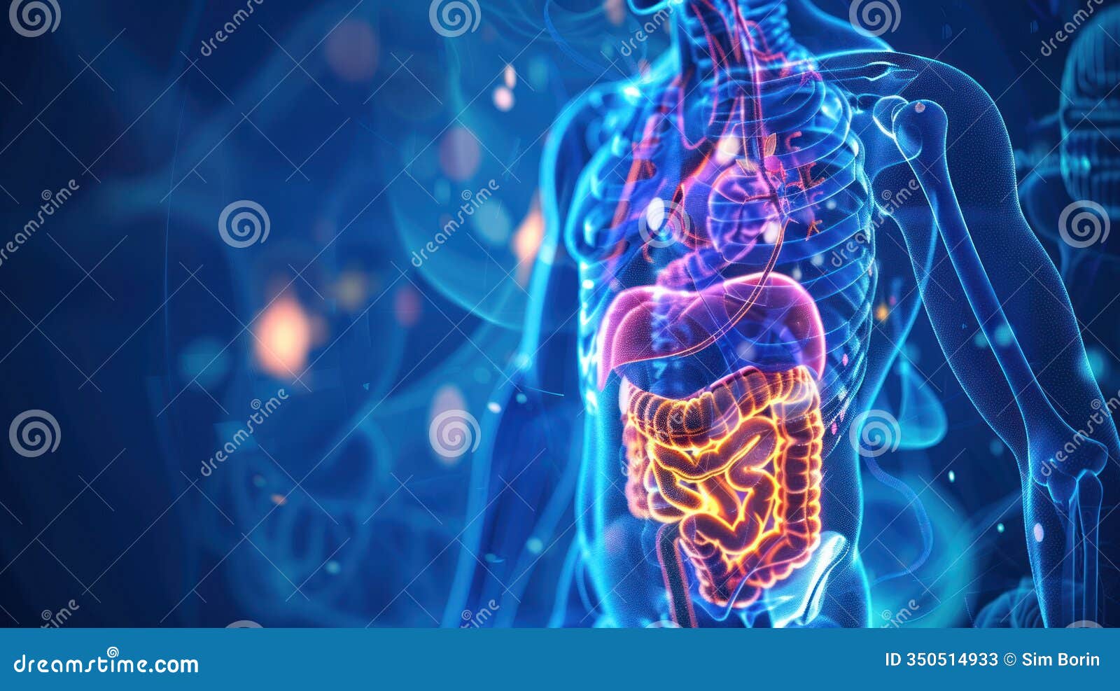 A Medical Diagram Highlighting the Human Abdomen with Labeled Organs ...