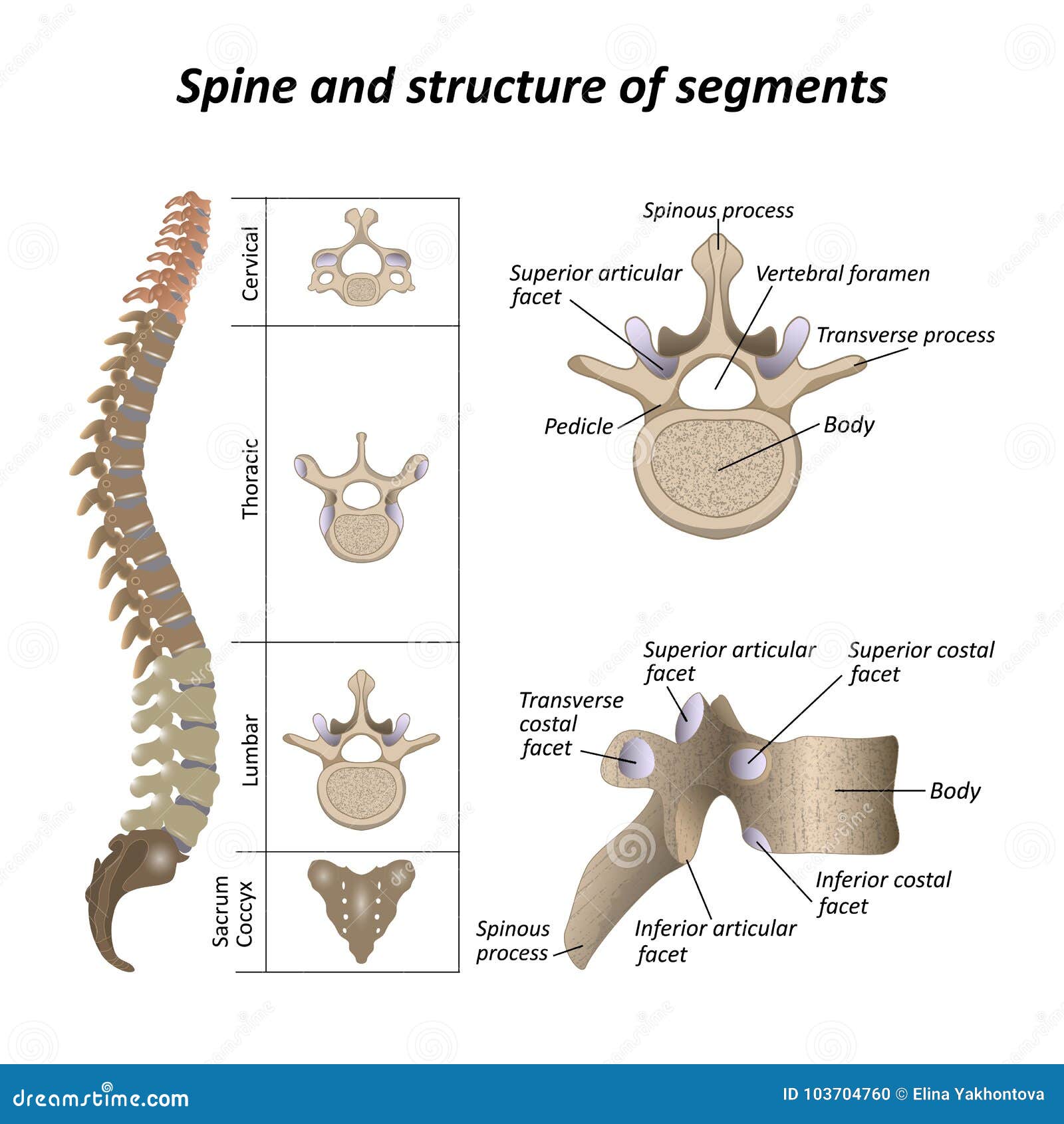 A Diagram Of The Human Skeleton Cartoon Vector | CartoonDealer.com ... A Diagram Of The Human Skeleton Cartoon Vector | CartoonDealer.com ...
