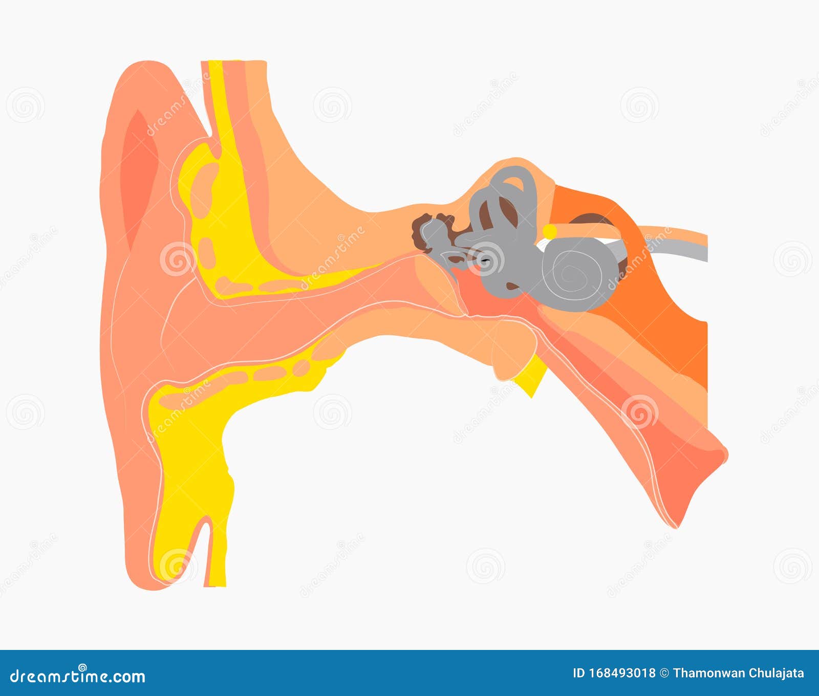 Medical drawing Ear organ stock vector. Illustration of nerve - 168493018