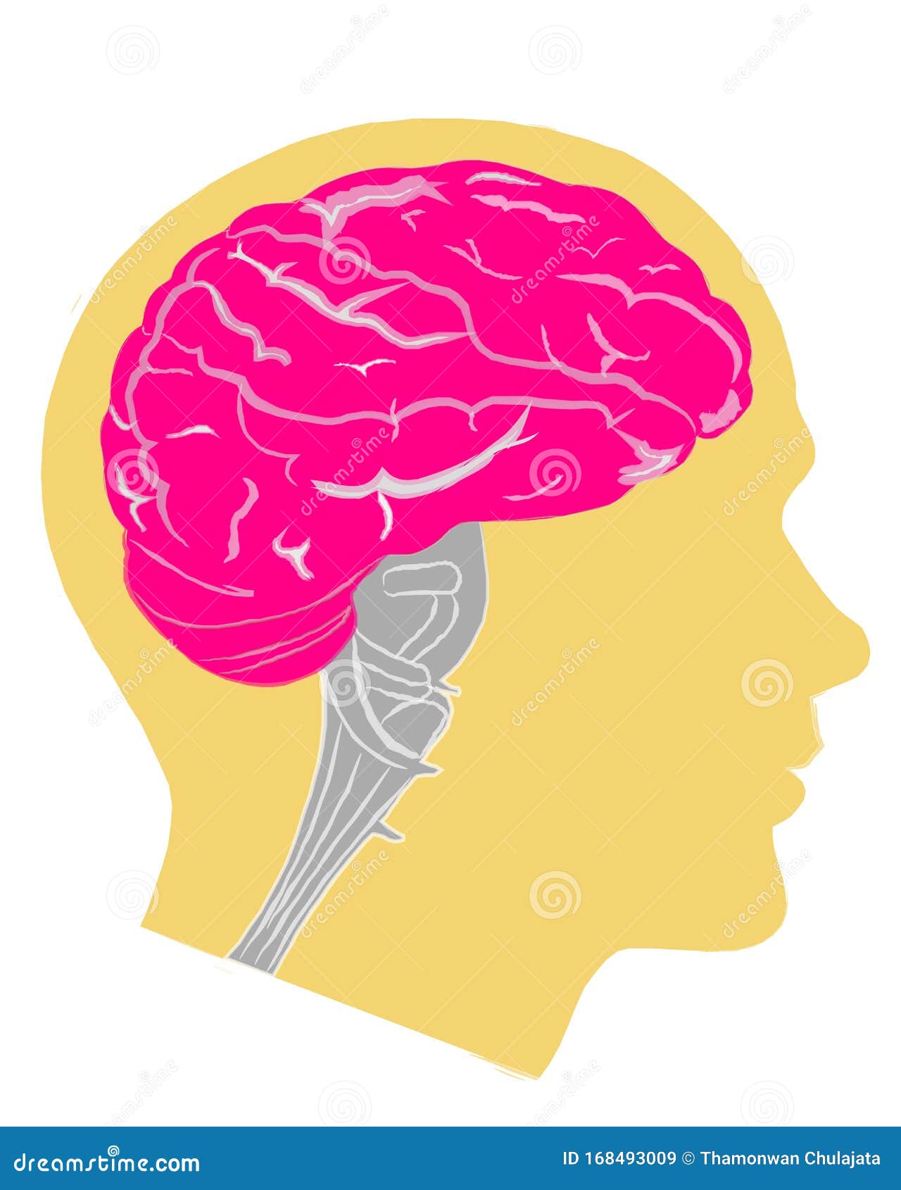 Medical drawings, brain stock vector. Illustration of intelligence ...