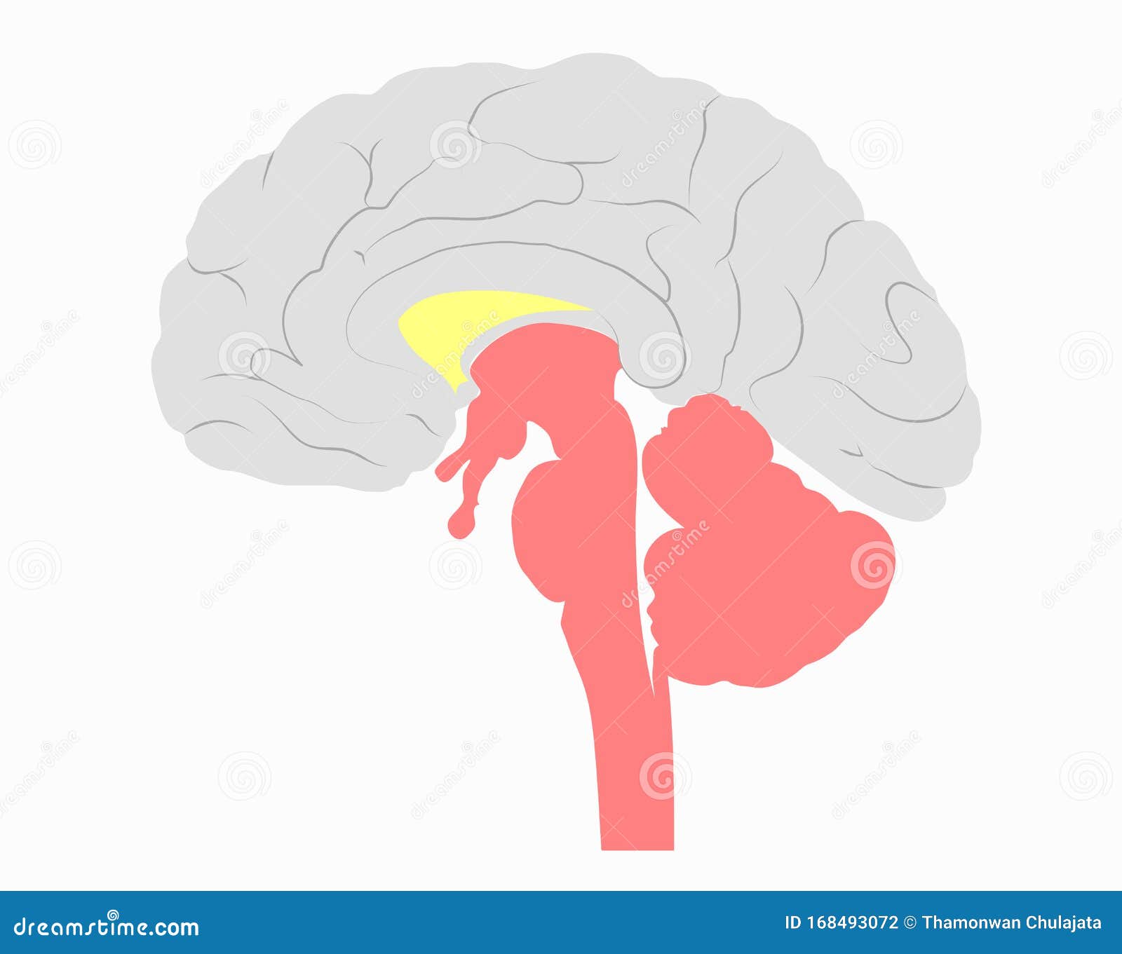 Medical drawings, brain stock vector. Illustration of line - 168493072