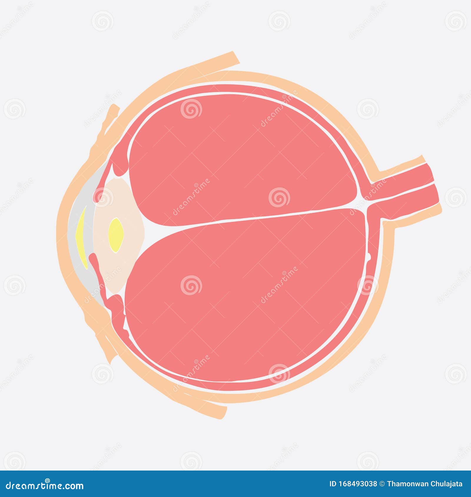 Medical drawings, eyes stock vector. Illustration of biology - 168493038