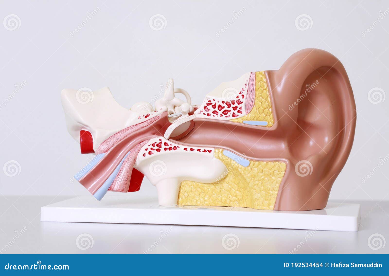 Medical Ear Model. Conceptual Image Stock Photo - Image of closeup ...
