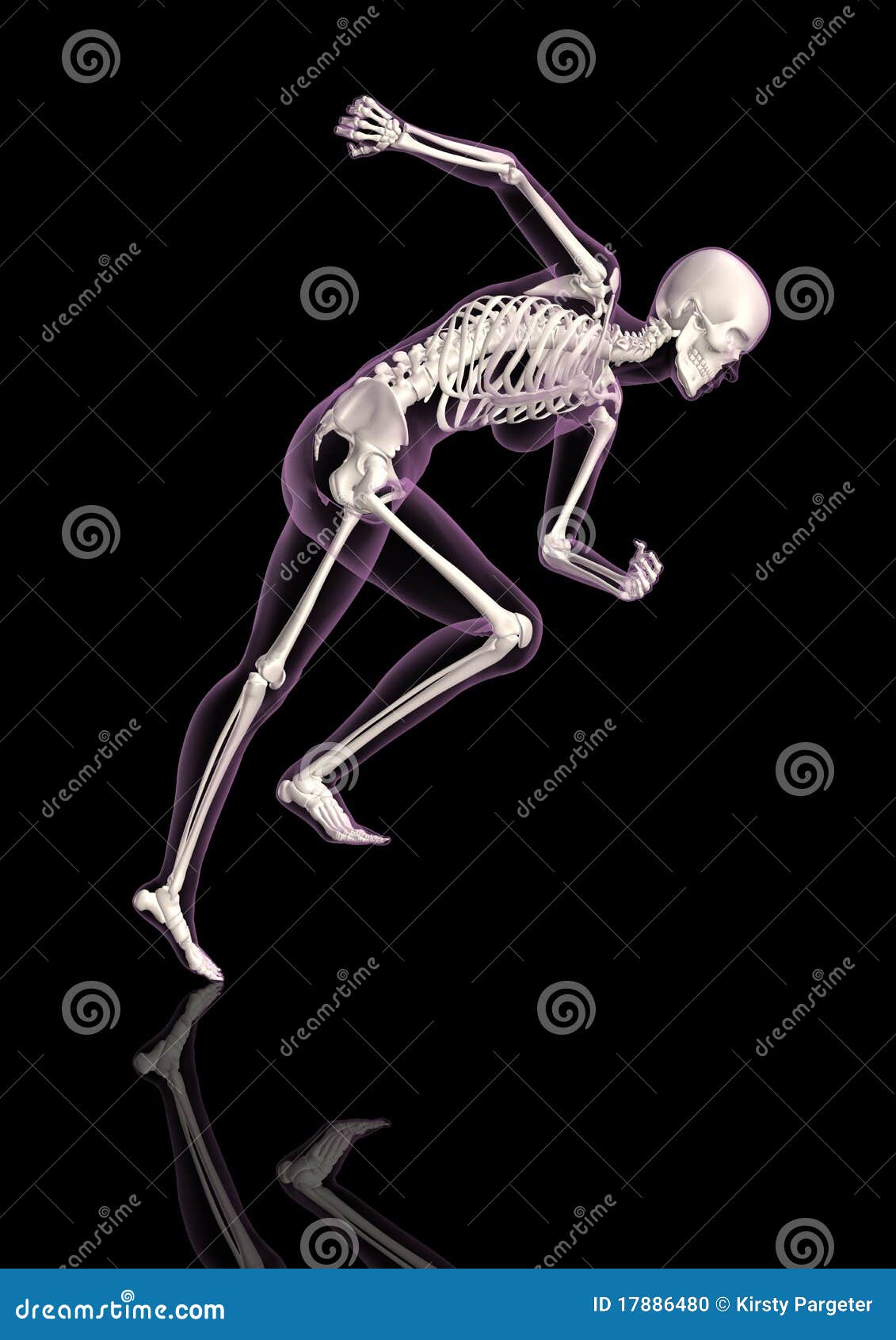 Medical Female Skeleton in Running Pose Stock Illustration ...