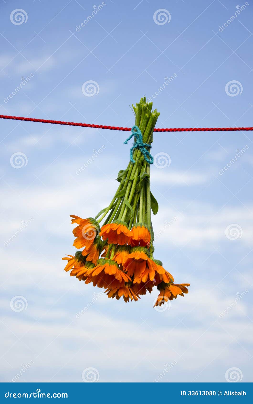 Medical Herb Calendula Flowers Bunch Hanging on String Stock Photo ...