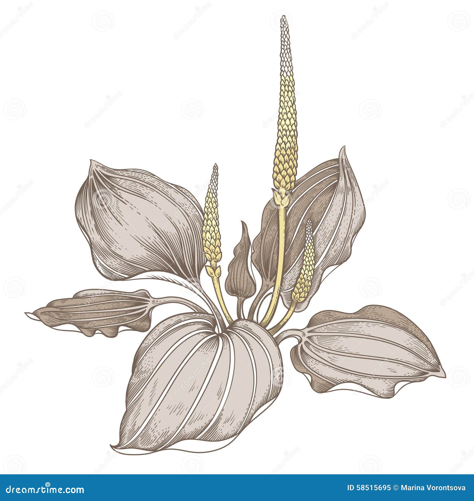 Medical herb plantain. stock vector. Illustration of plant - 58515695
