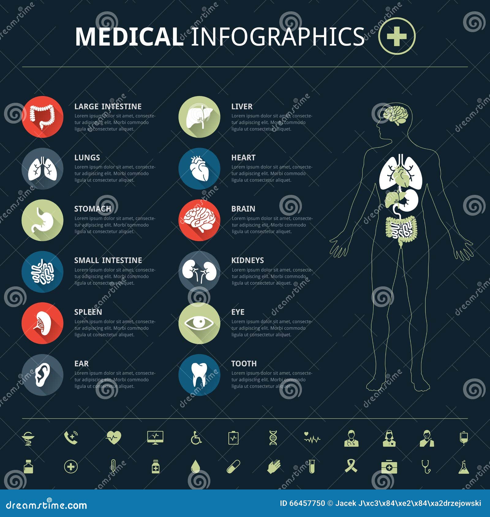 Medical Human Organs Icon Set with Body in the Middle Stock ...