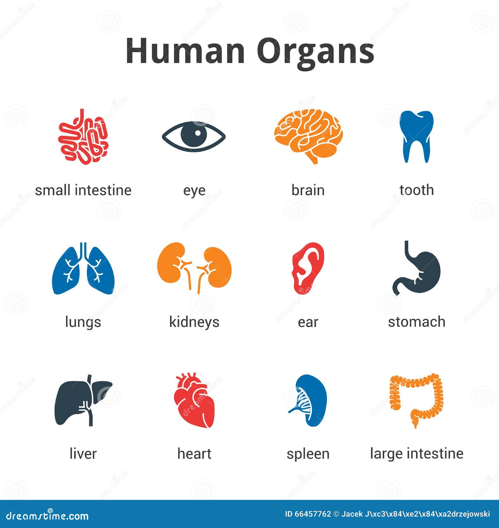 Medical Human Organs Icon Set Stock Vector - Illustration of blue ...